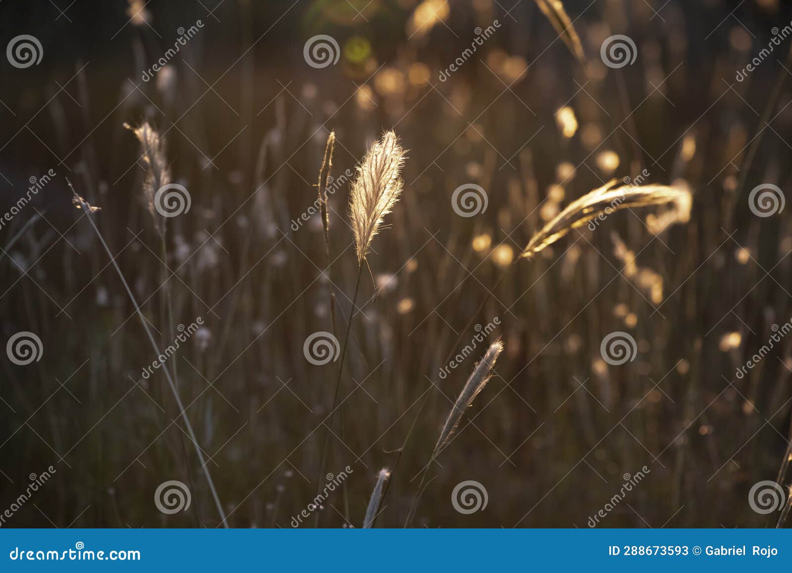 Grass Texture Abstract Patterns, Exploring the Essence of Abstracted ...