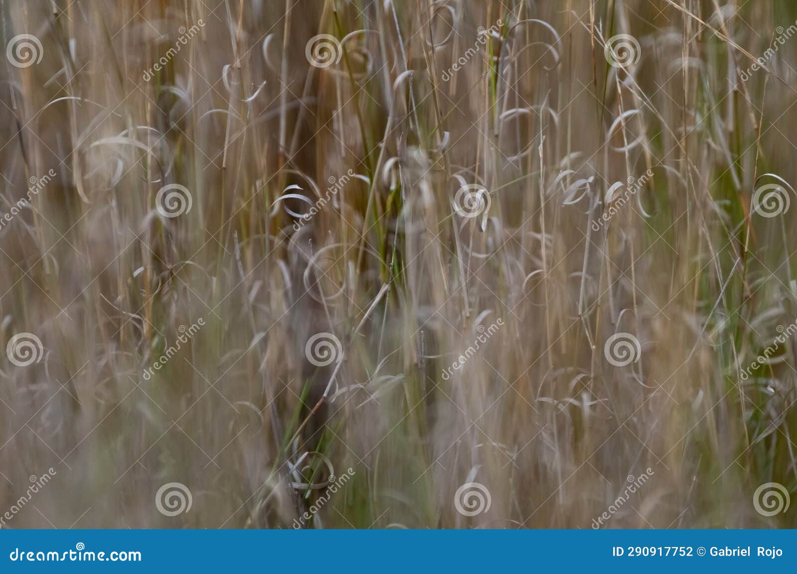 Grass Texture Abstract Patterns, Stock Photo - Image of creative ...