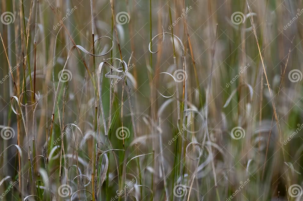 Grass Texture Abstract Patterns, Exploring the Essence of Abstracted ...