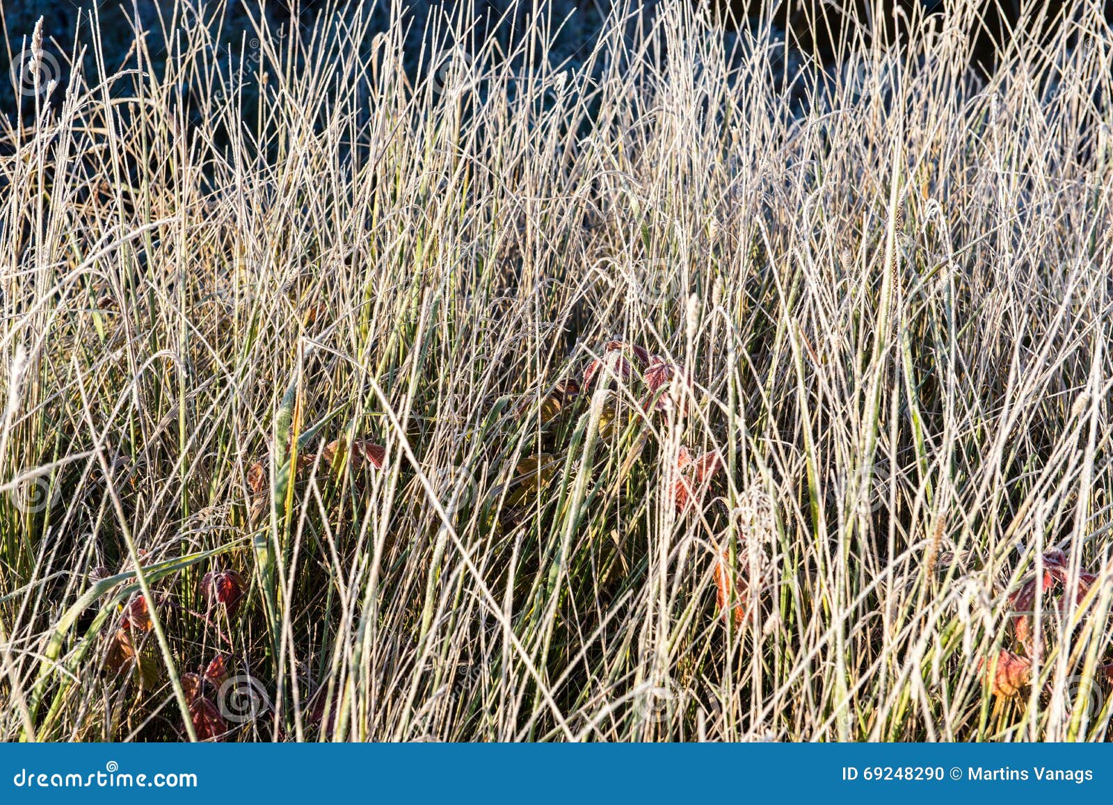 Grass Texture in Autumn Sunset Stock Photo - Image of green, grow: 69248290