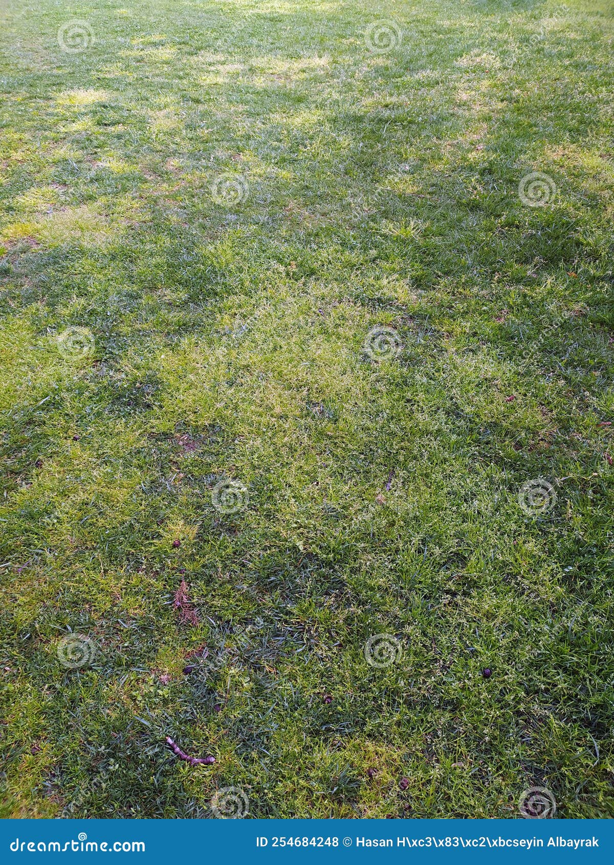 Grass Texture in Beautiful Garden Stock Photo - Image of copy, color ...