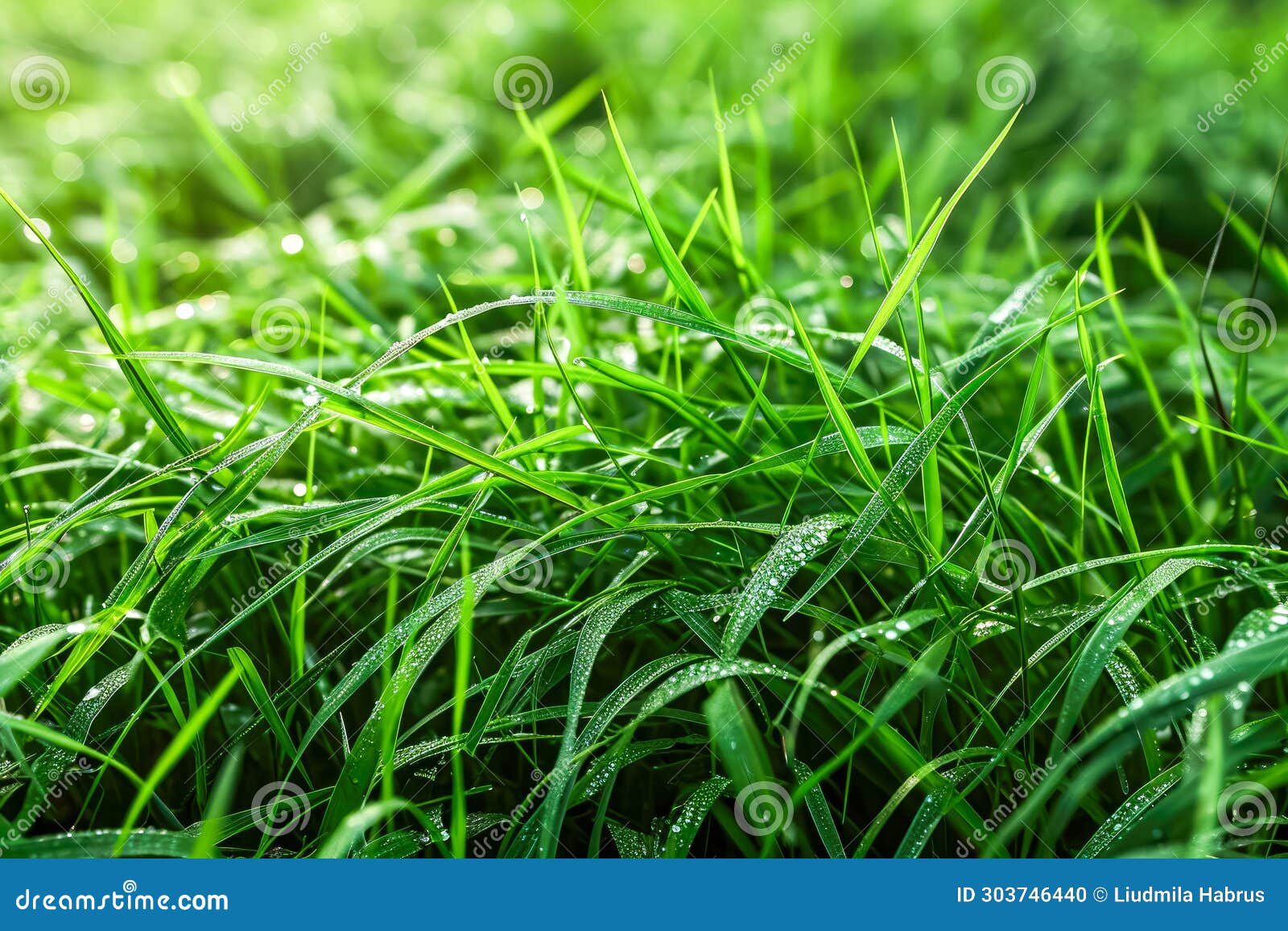 Grass Texture with Blades and Seeds Stock Illustration - Illustration ...