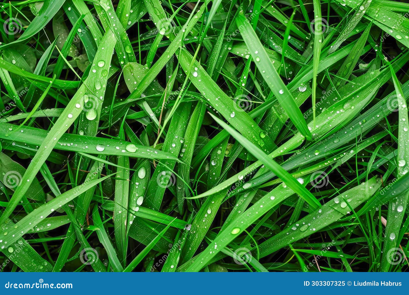 Grass Texture with Blades and Seeds Stock Illustration - Illustration ...
