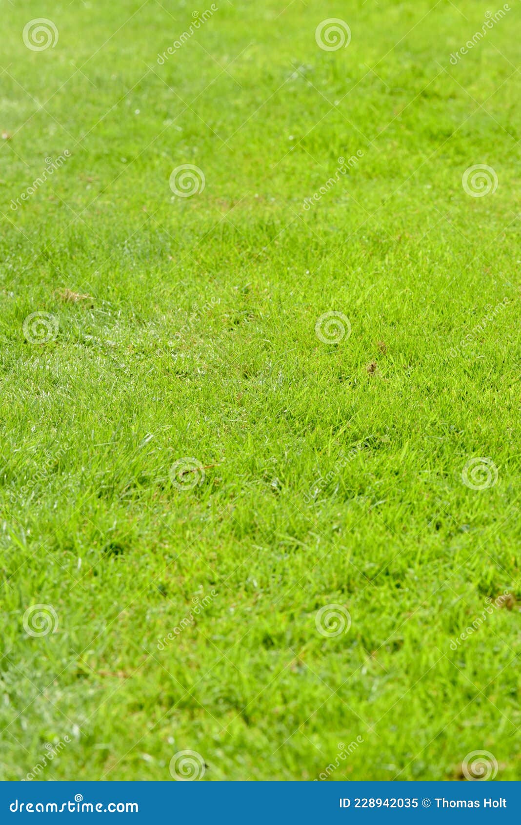 Grass Texture from Close Up of a Neat Mown Lawn Background Stock Image ...