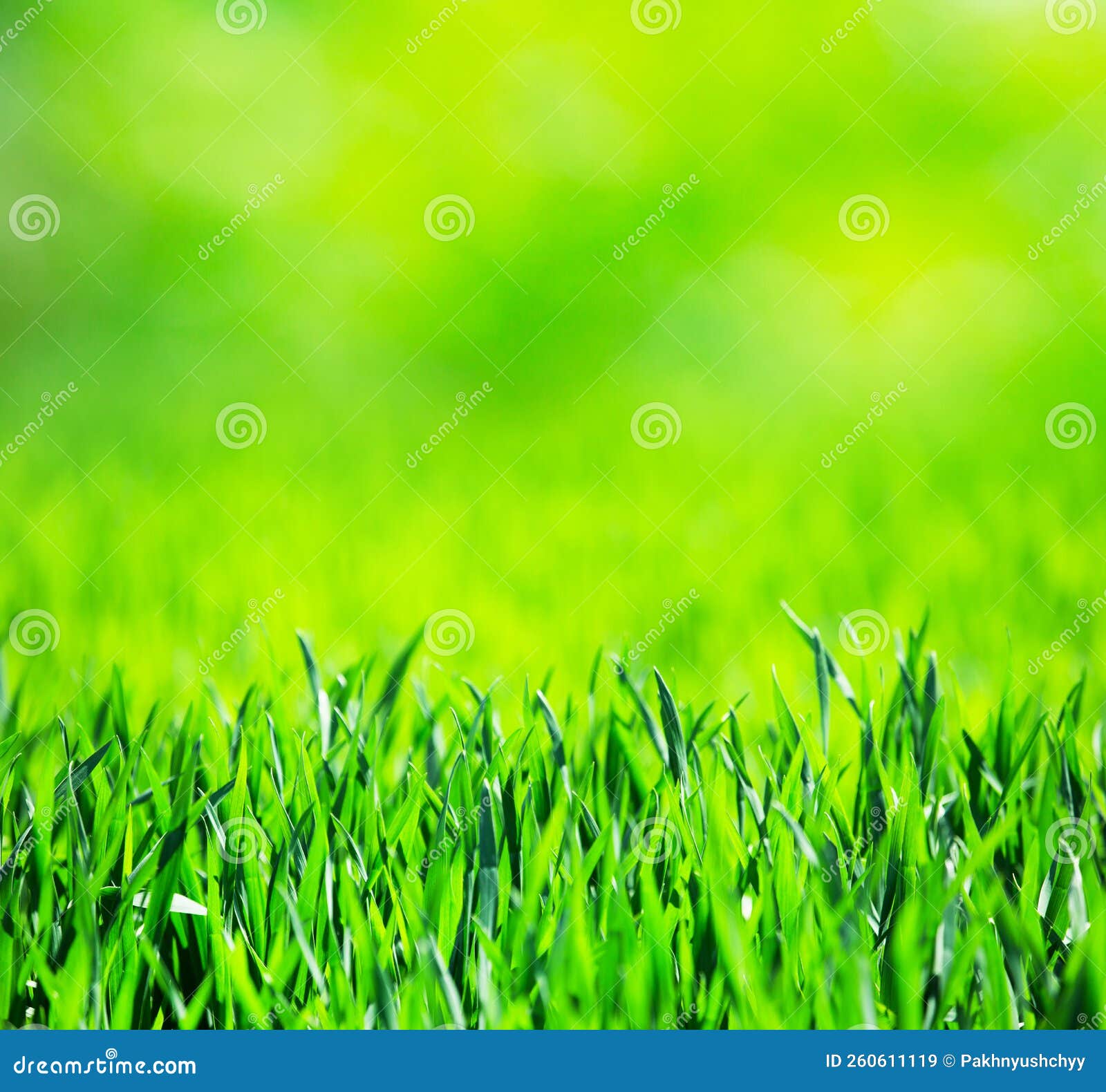 Grass texture from a field stock image. Image of spring - 260611119