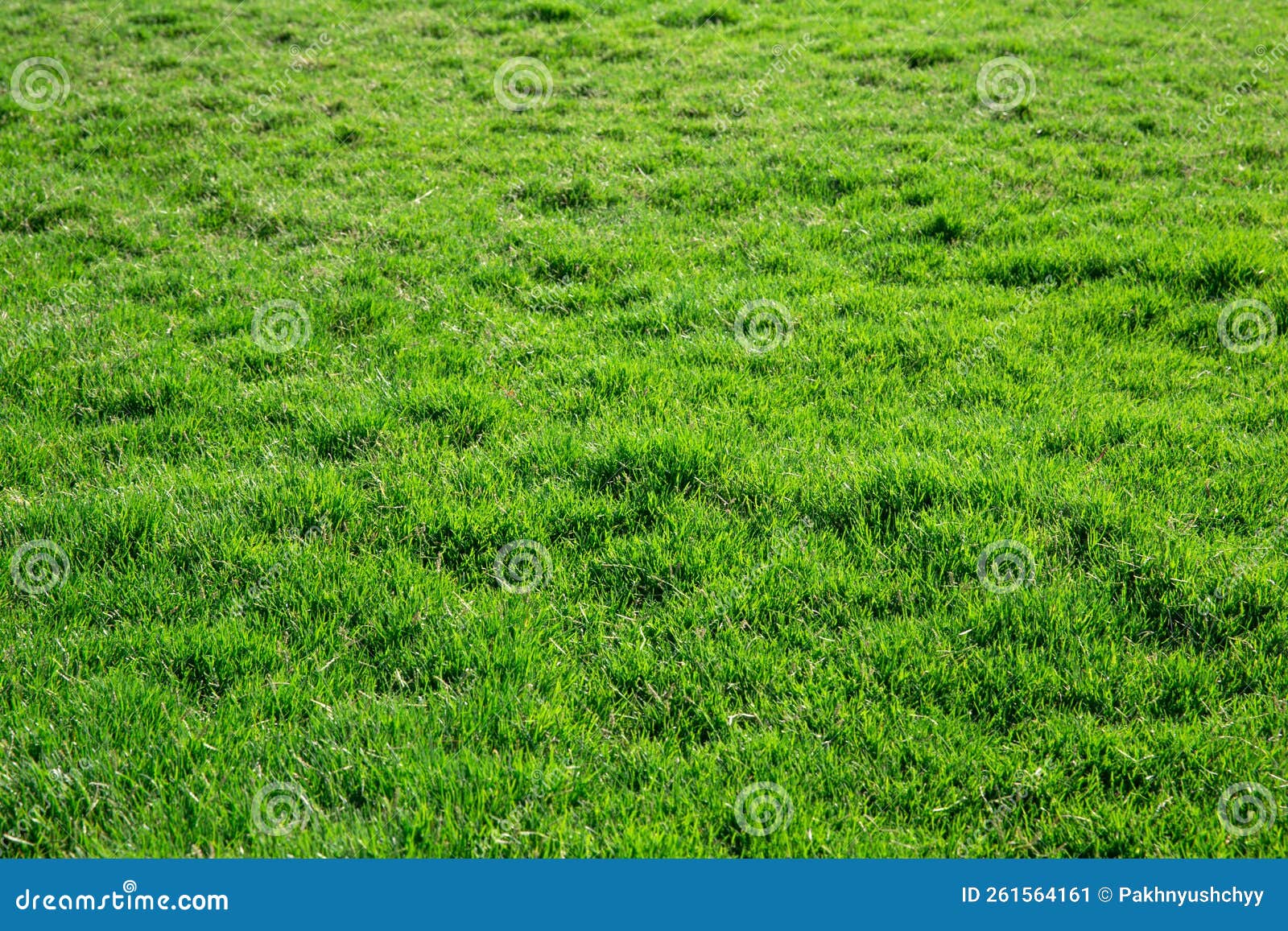 Grass texture from field stock image. Image of sunlight - 261564161
