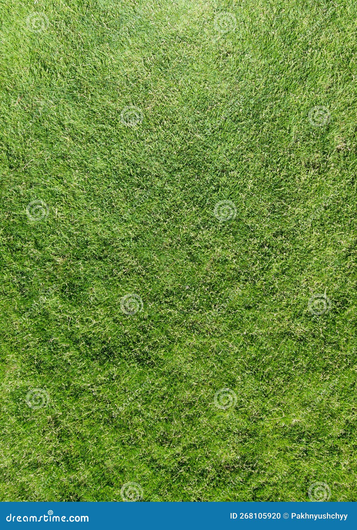 Grass texture stock photo. Image of plain, pasture, plant - 268105920