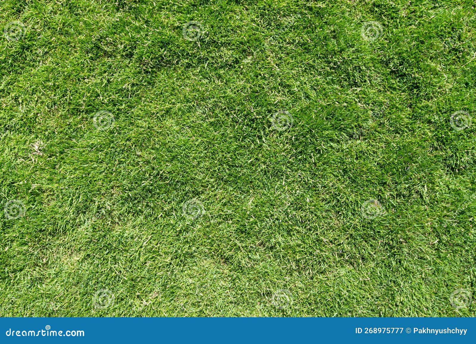 Grass texture stock image. Image of pasture, nature - 268975777