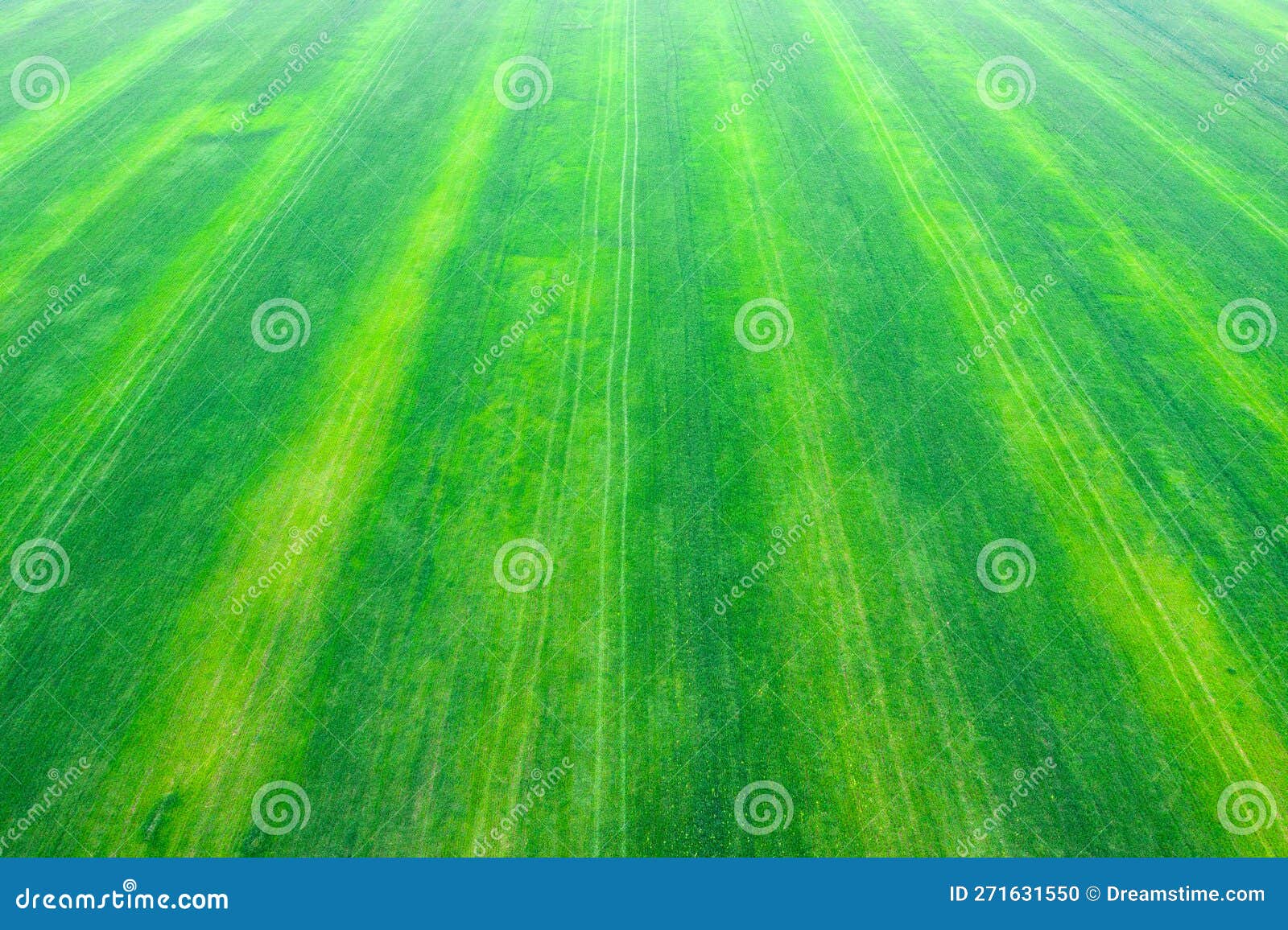 Grass texture stock photo. Image of outside, lawn, green - 271631550