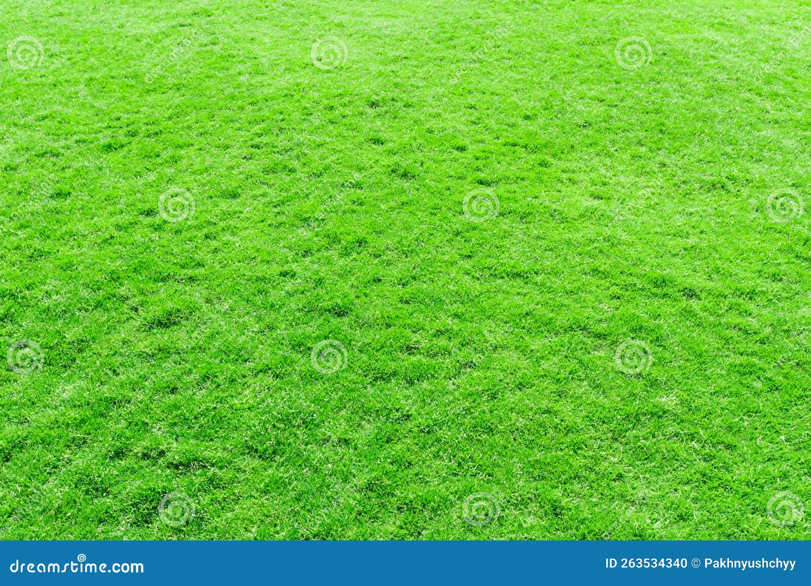 Grass texture stock photo. Image of meadow, landscape - 263534340
