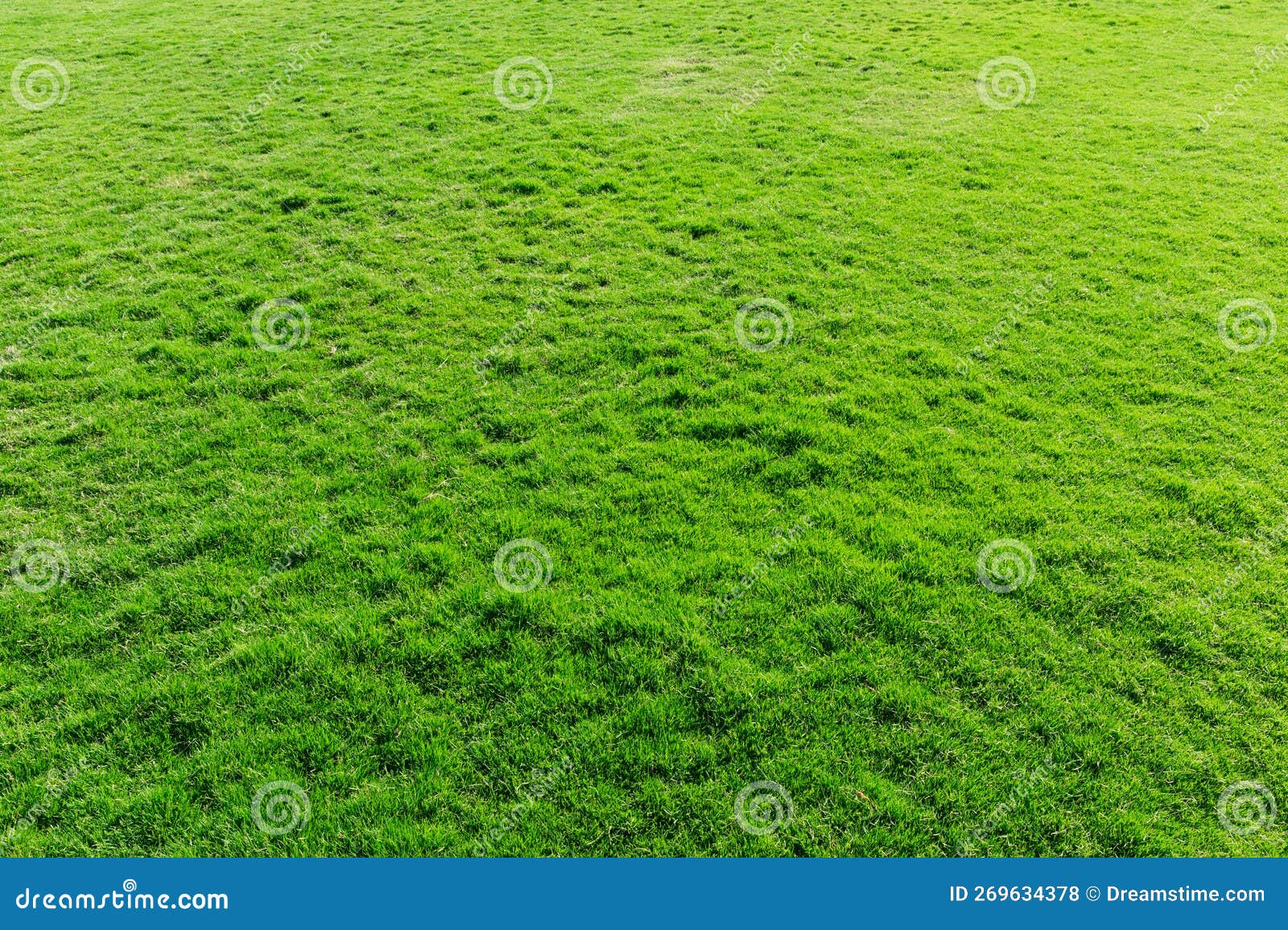 Grass texture stock photo. Image of view, pasture, farming - 269634378