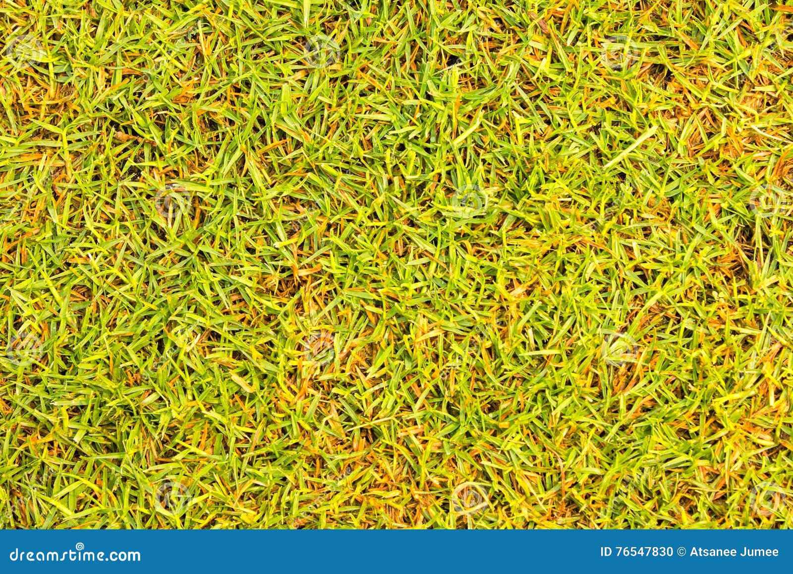 Grass Texture Golf Course for Design Pattern and Background. Stock ...