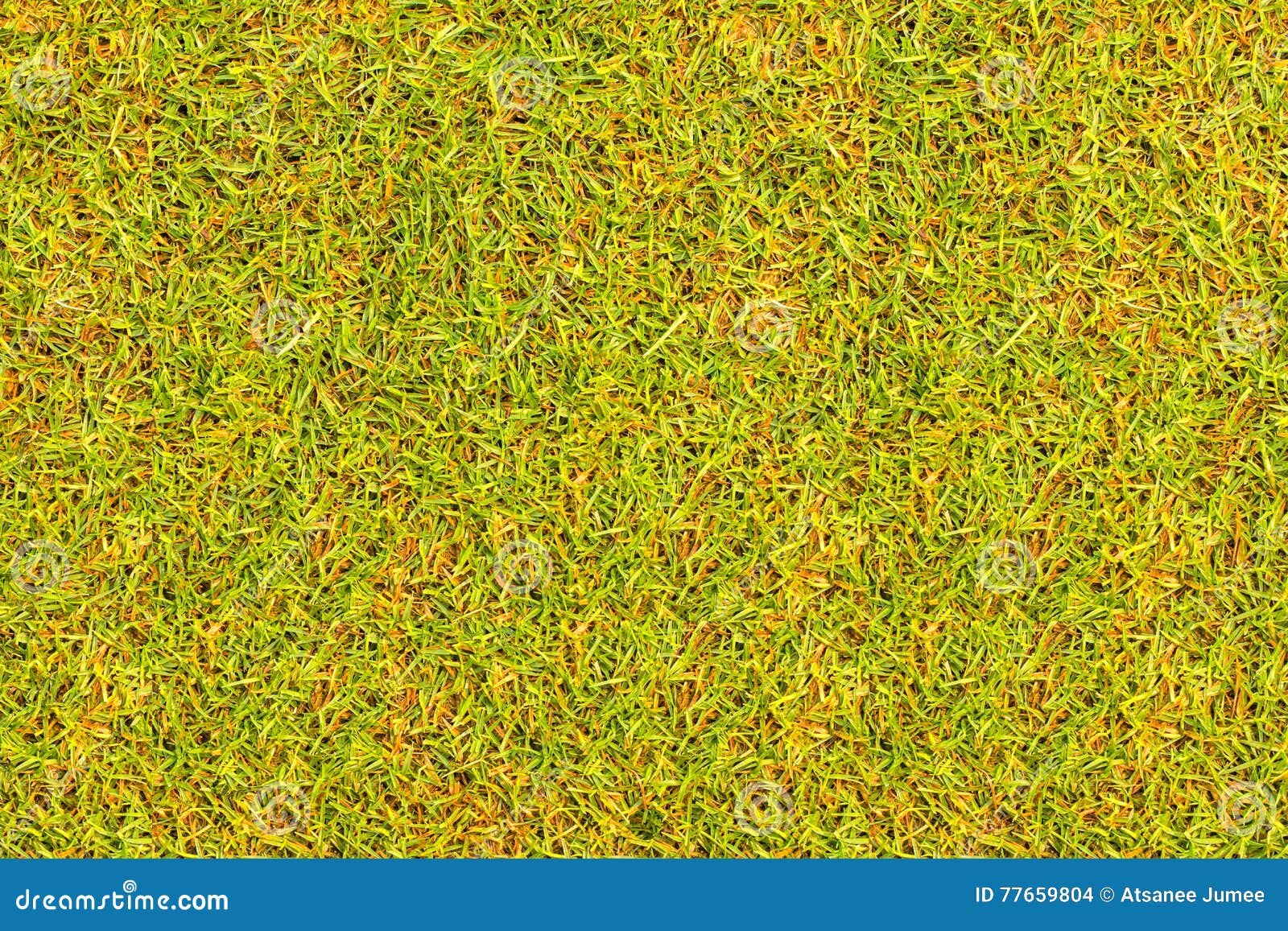 Grass Texture Golf Course for Design Pattern and Background. Stock ...