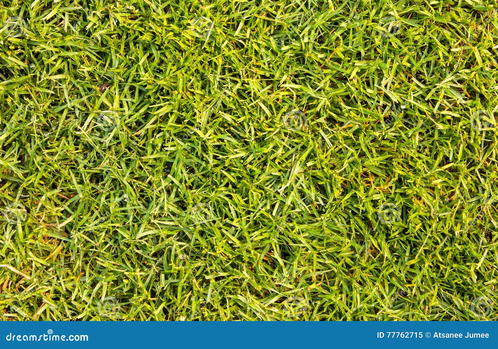 Grass Texture Golf Course for Design Pattern and Background. Stock ...