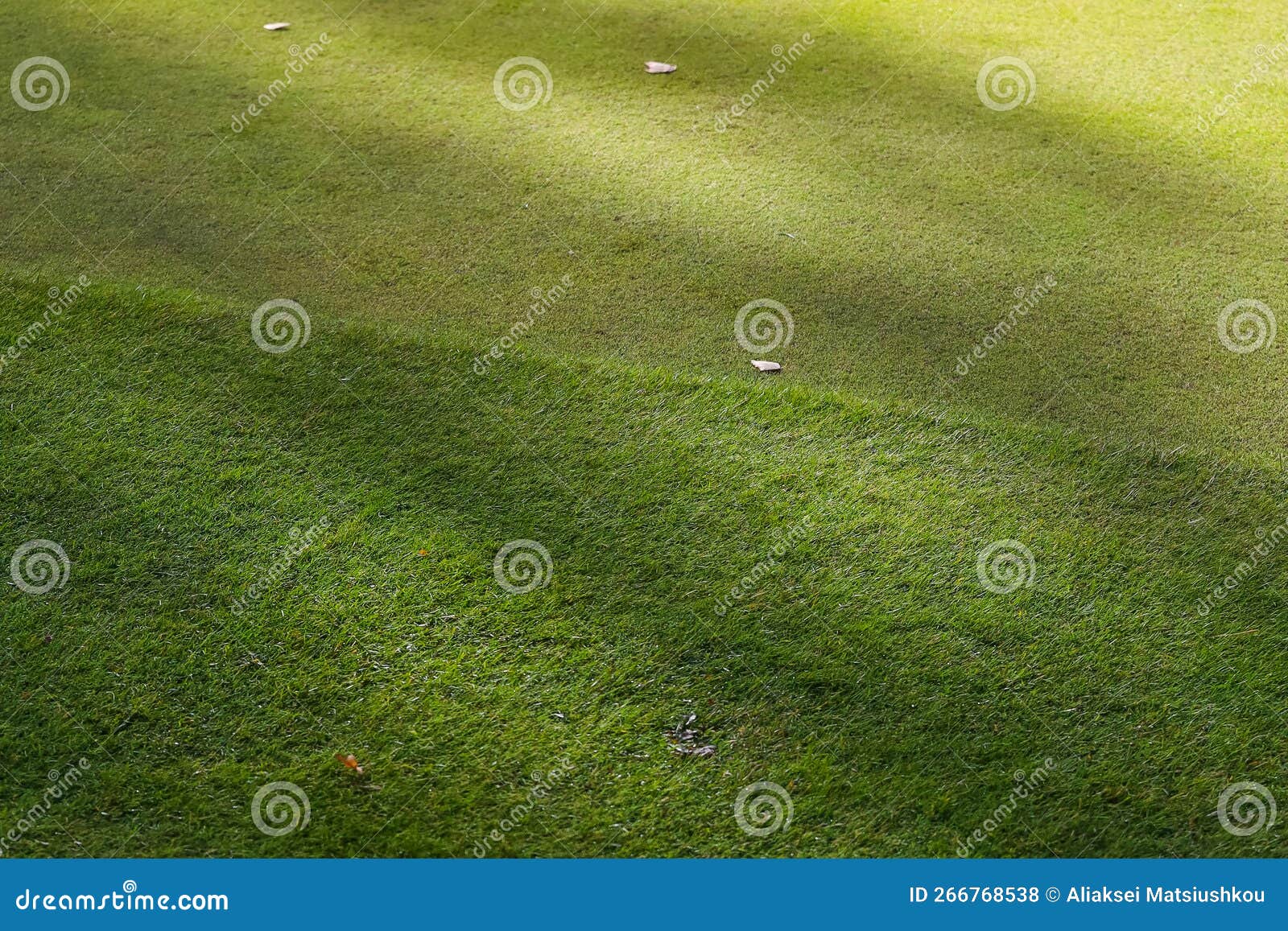 Grass Texture. the Grass on the Golf Course is Green, Shadows on the ...