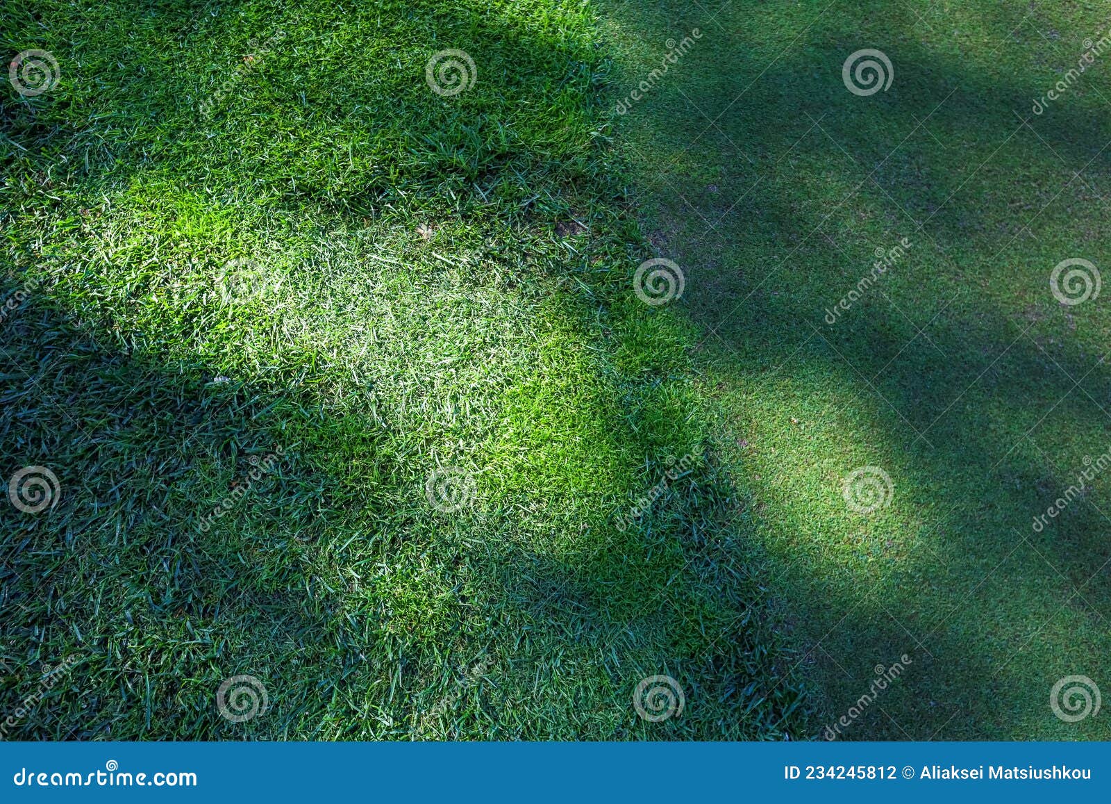 Grass Texture. the Grass on the Golf Course is Green, Shadows on the ...