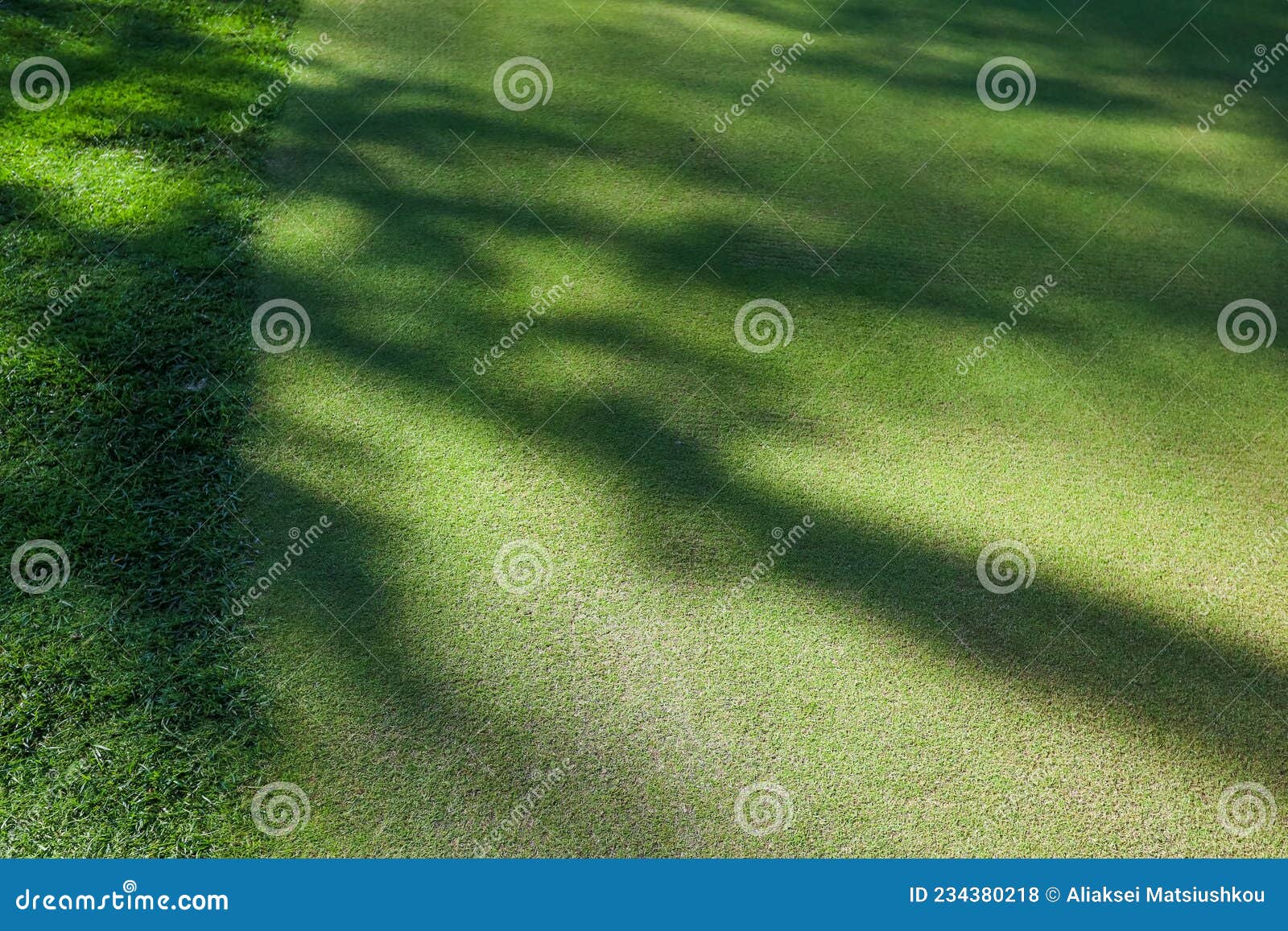 Grass Texture. the Grass on the Golf Course is Green, Shadows on the ...