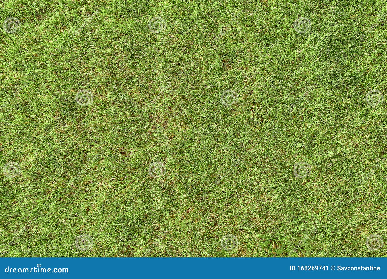 Grass texture. stock image. Image of texture, growth - 168269741