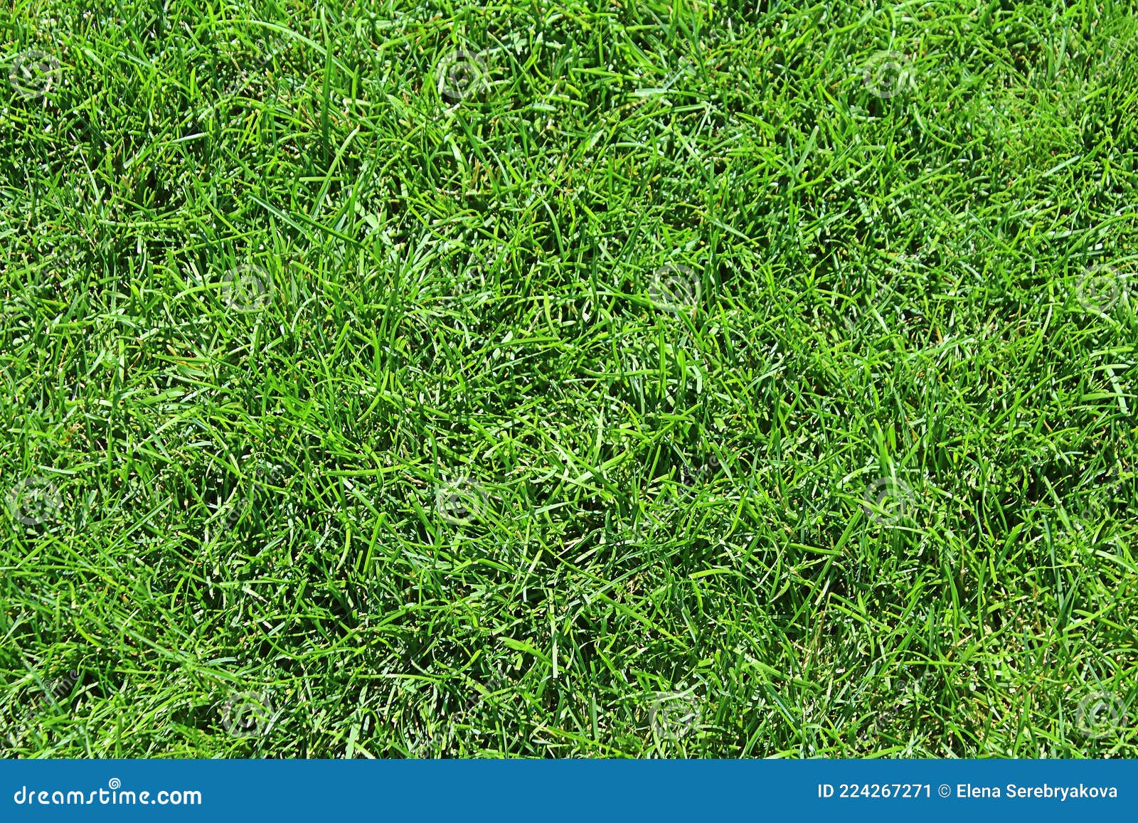 Grass Texture. Green Grass Natural Background Stock Image - Image of ...