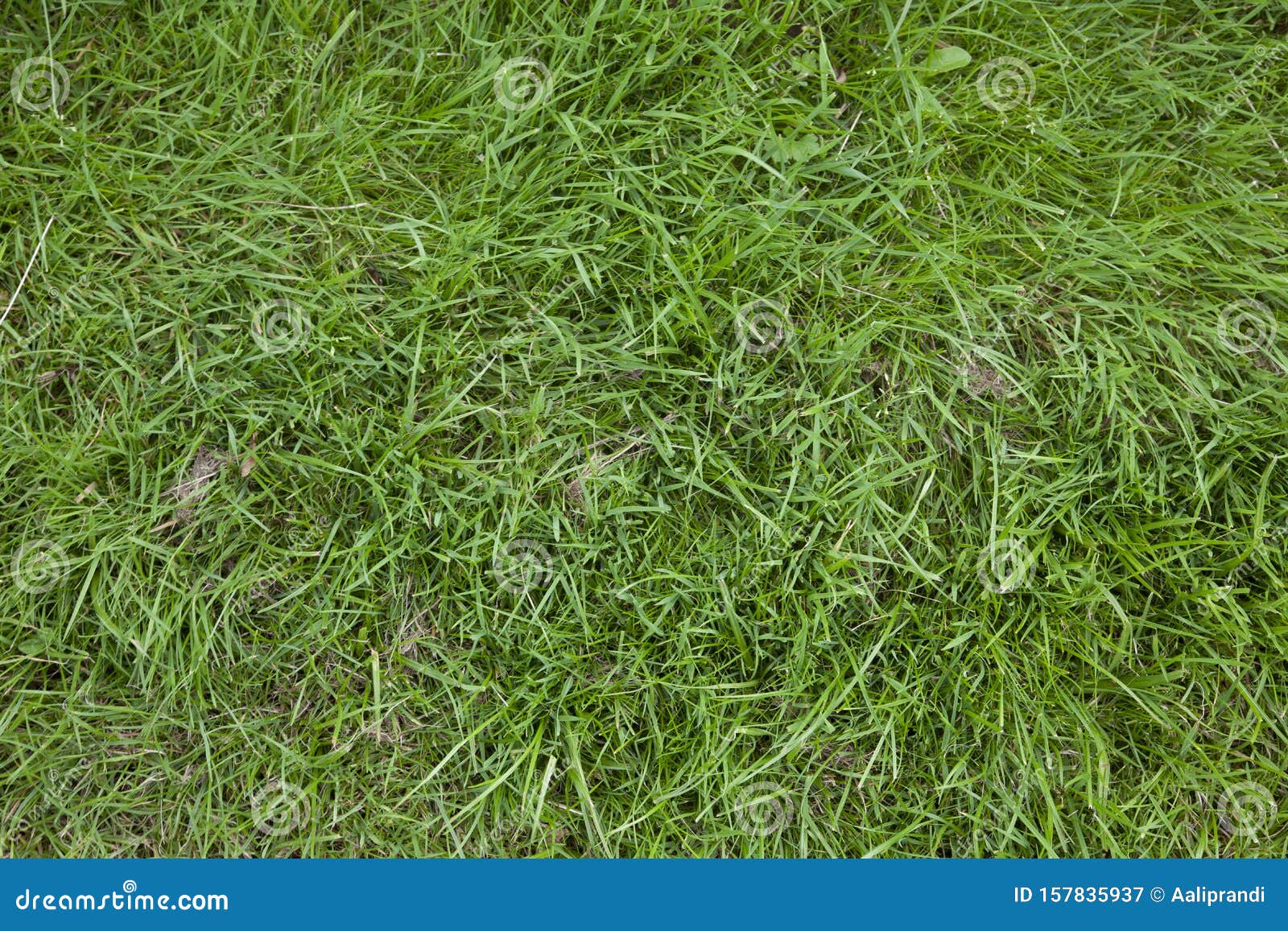 Grass Texture Green Real Grass in a Garden or Yard Stock Image - Image ...