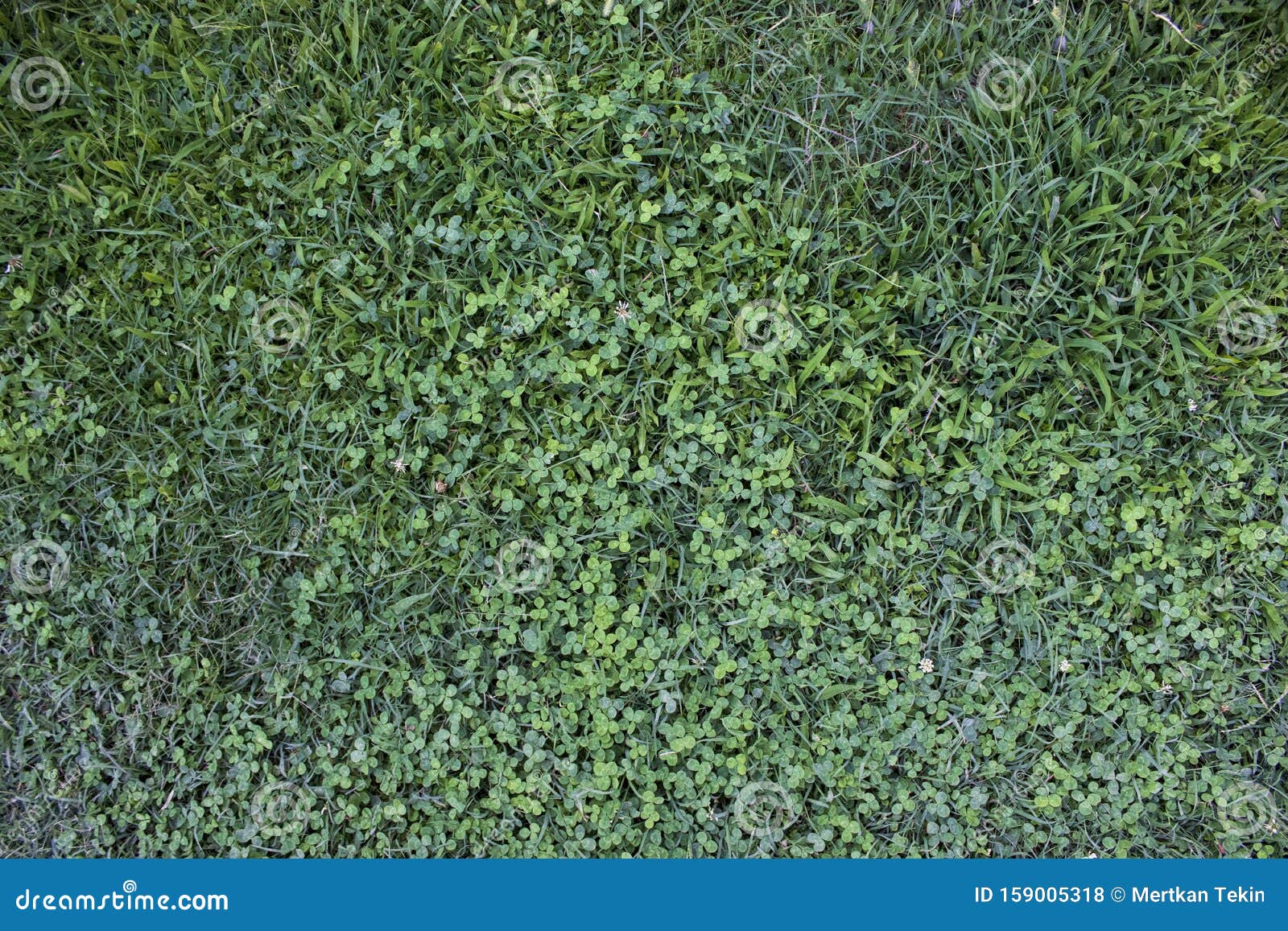 Grass Texture, Natural Background, Top View Stock Photo - Image of park ...