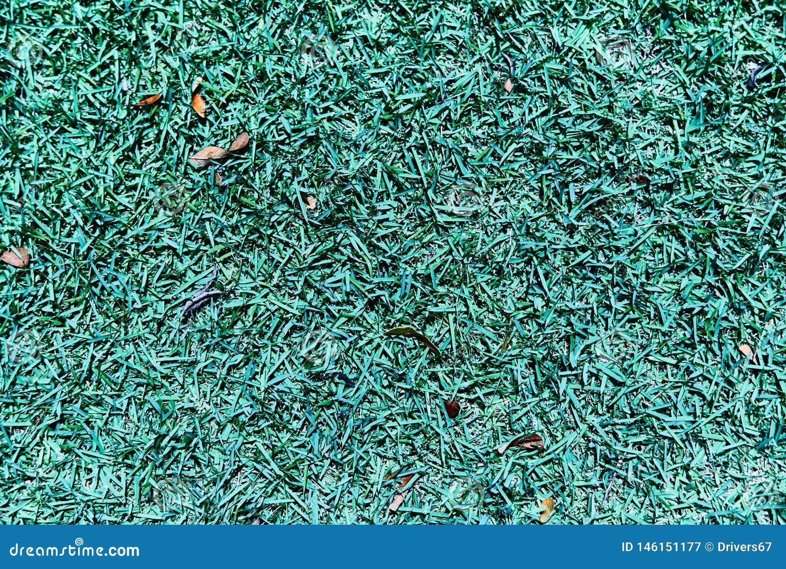 Grass Texture in the Park in Daylight. Close-up Stock Image - Image of ...