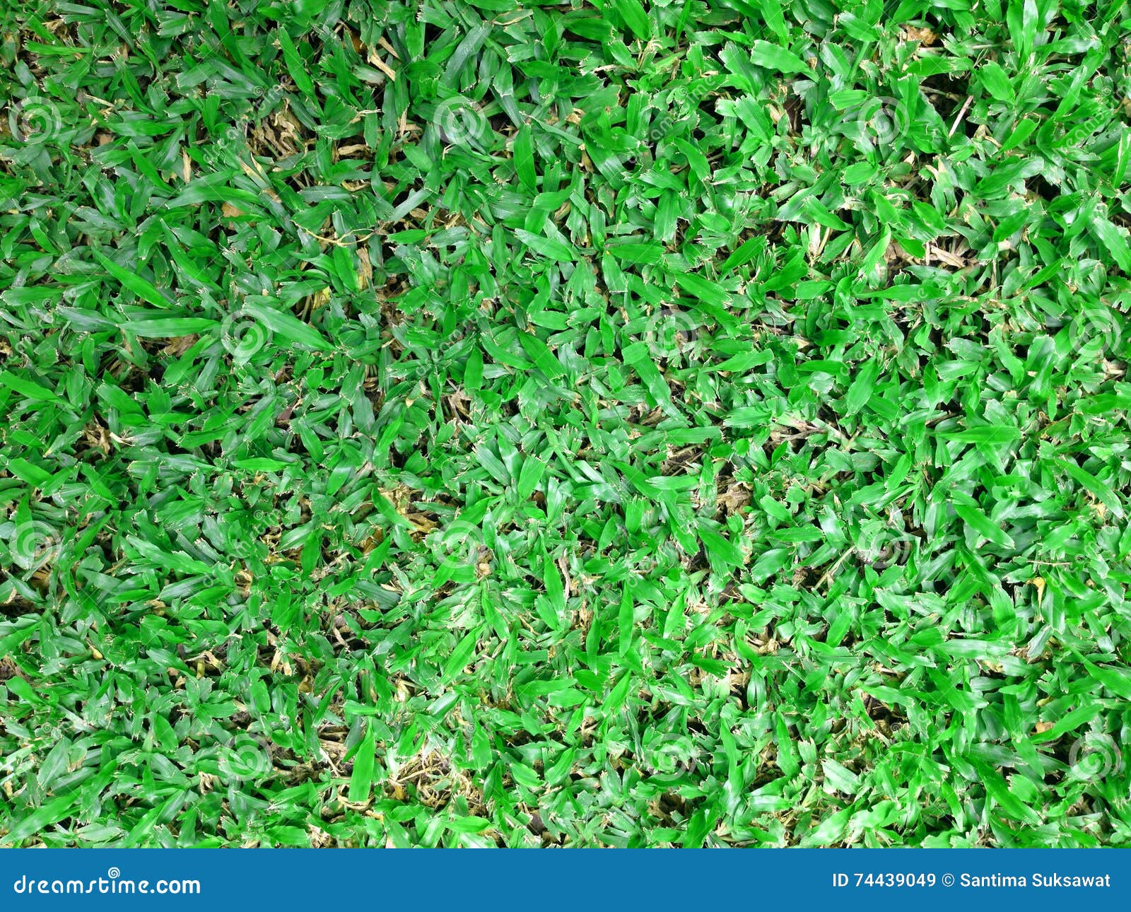 Grass Texture Pattern Background Stock Image - Image of growth ...