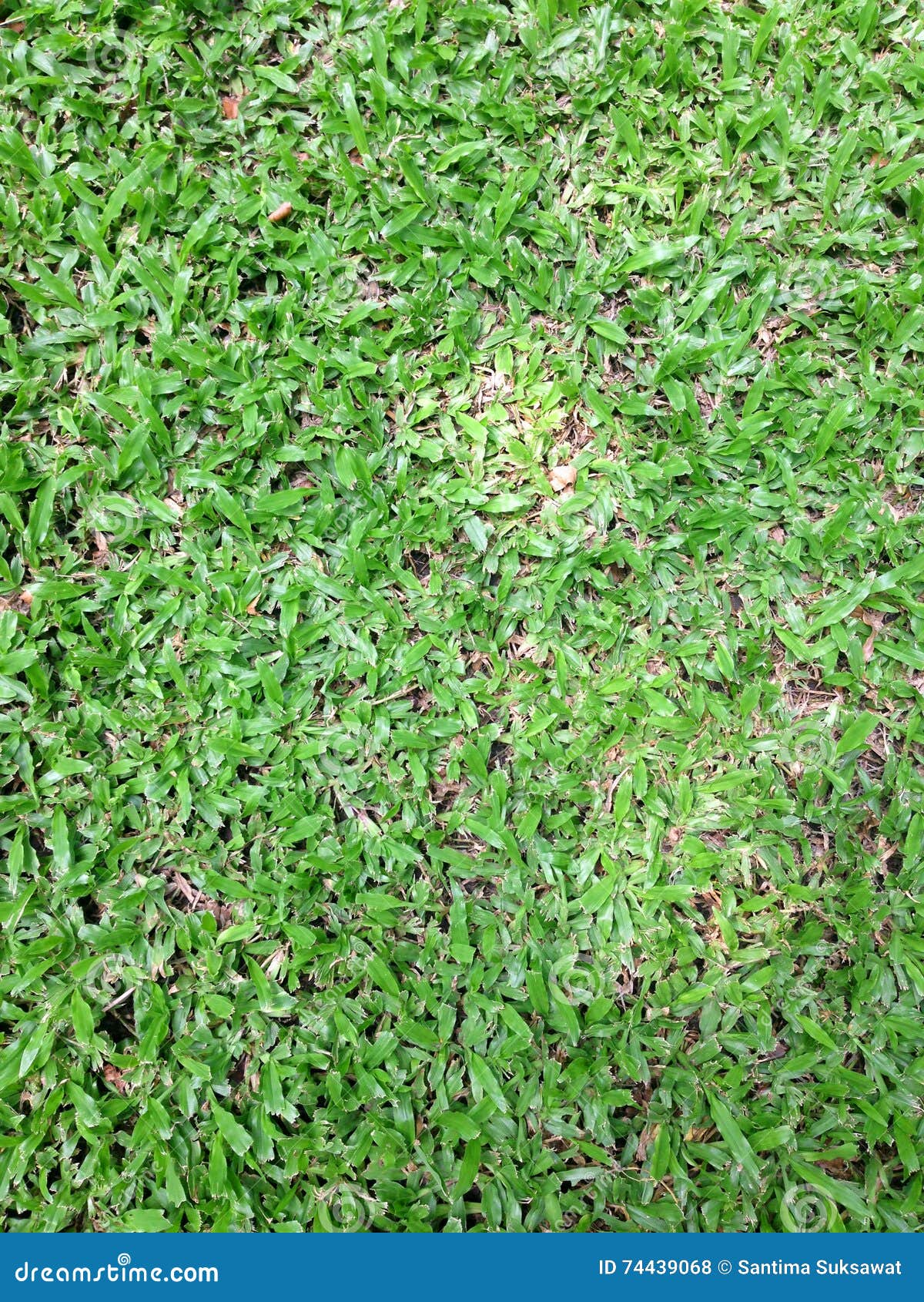 Grass Texture Pattern Background Stock Photo - Image of green, leaf ...