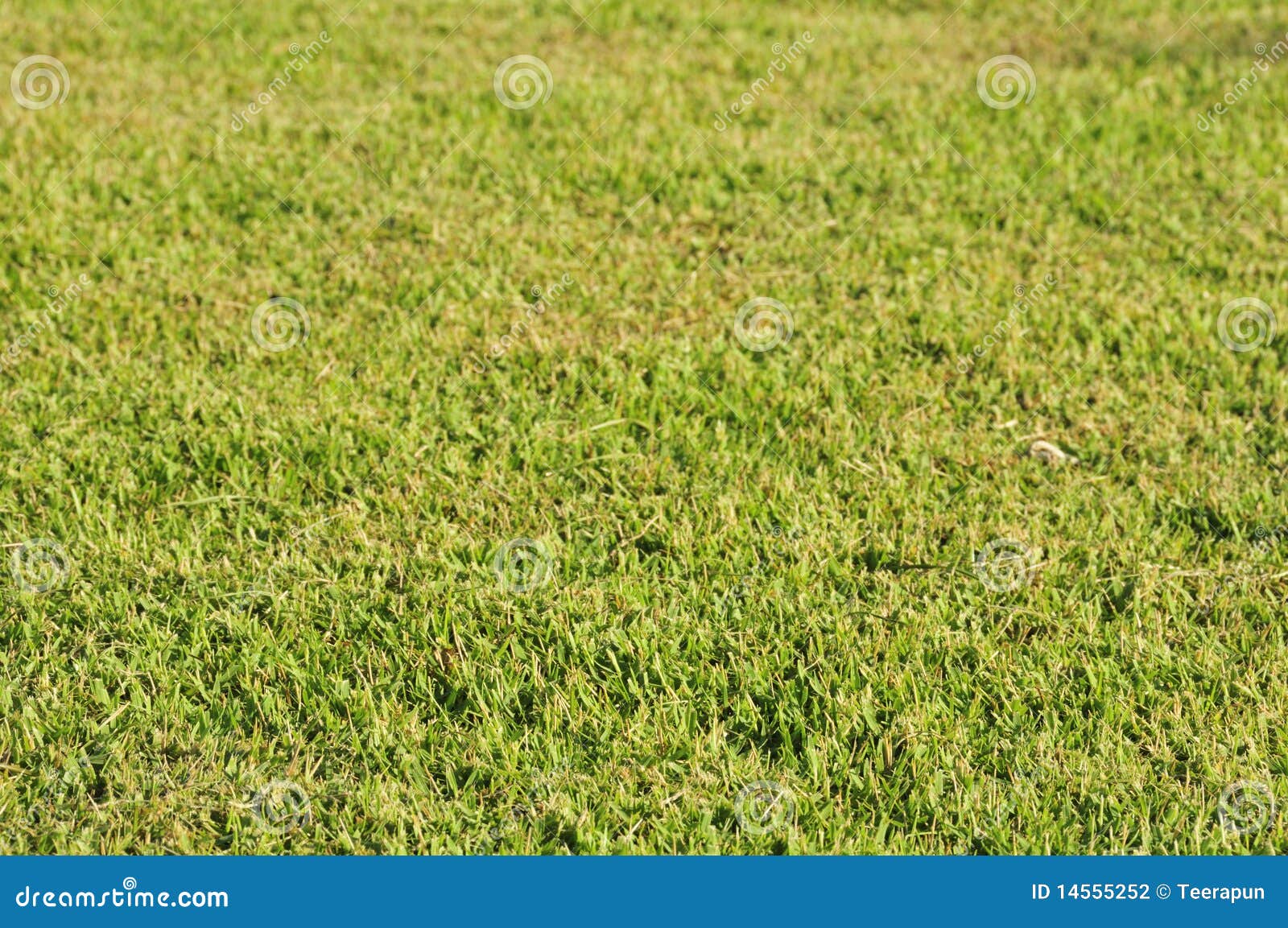 Grass Texture in Perspective Stock Photo - Image of healthy ...
