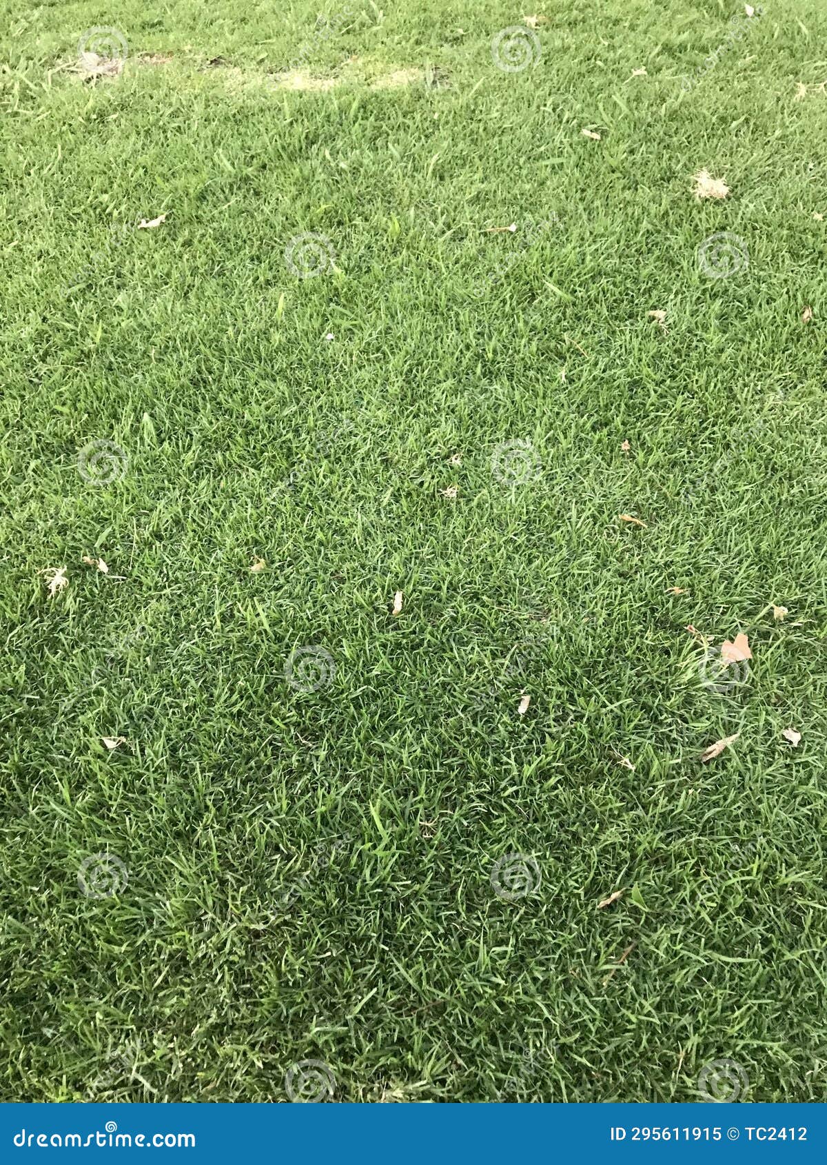 Grass Texture in Public Park Stock Image - Image of abstract, clean ...