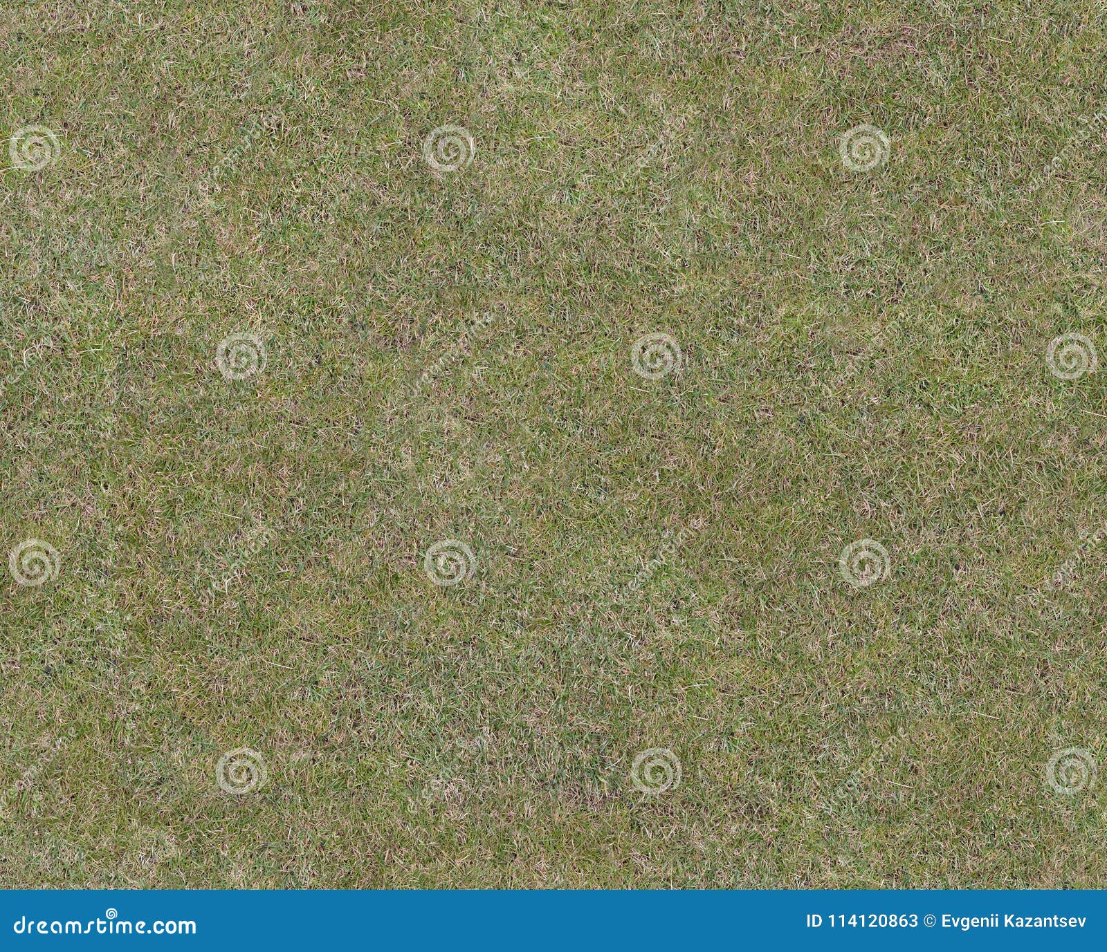 Grass texture 2. Seamless stock image. Image of lawn - 114120863