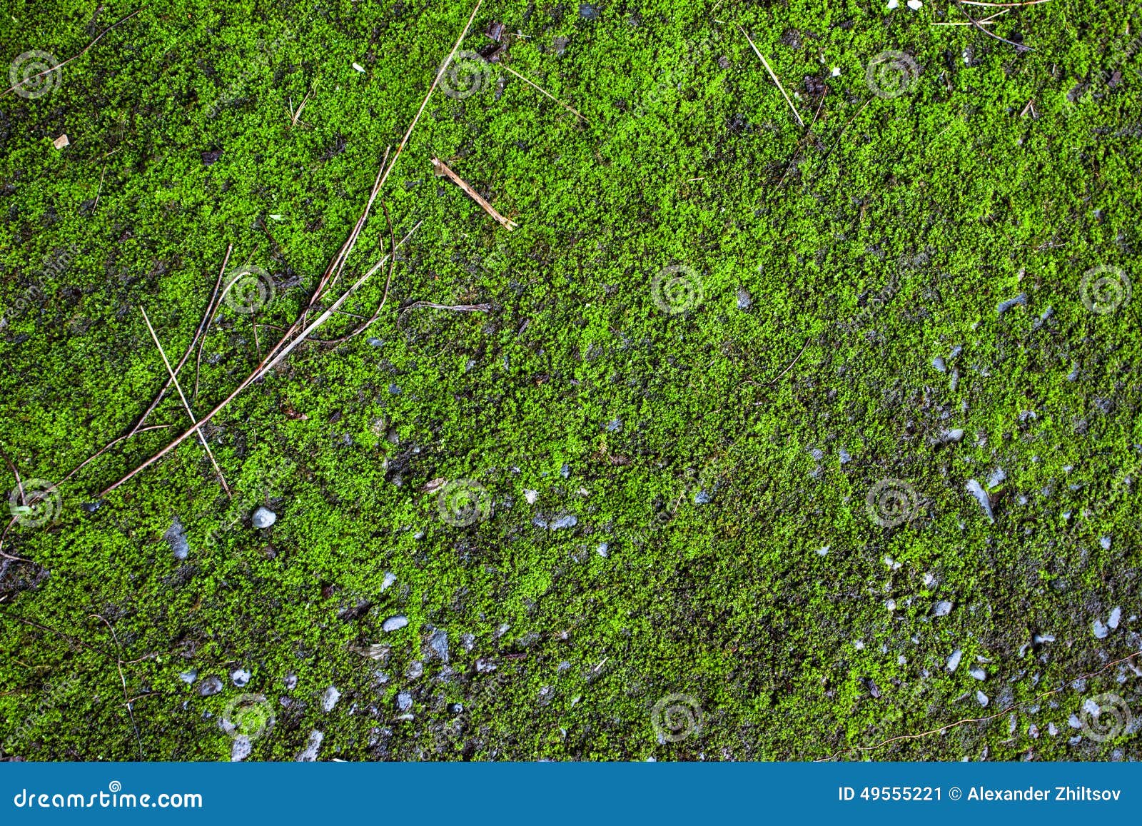 Grass texture stock image. Image of flat, land, lawn - 49555221