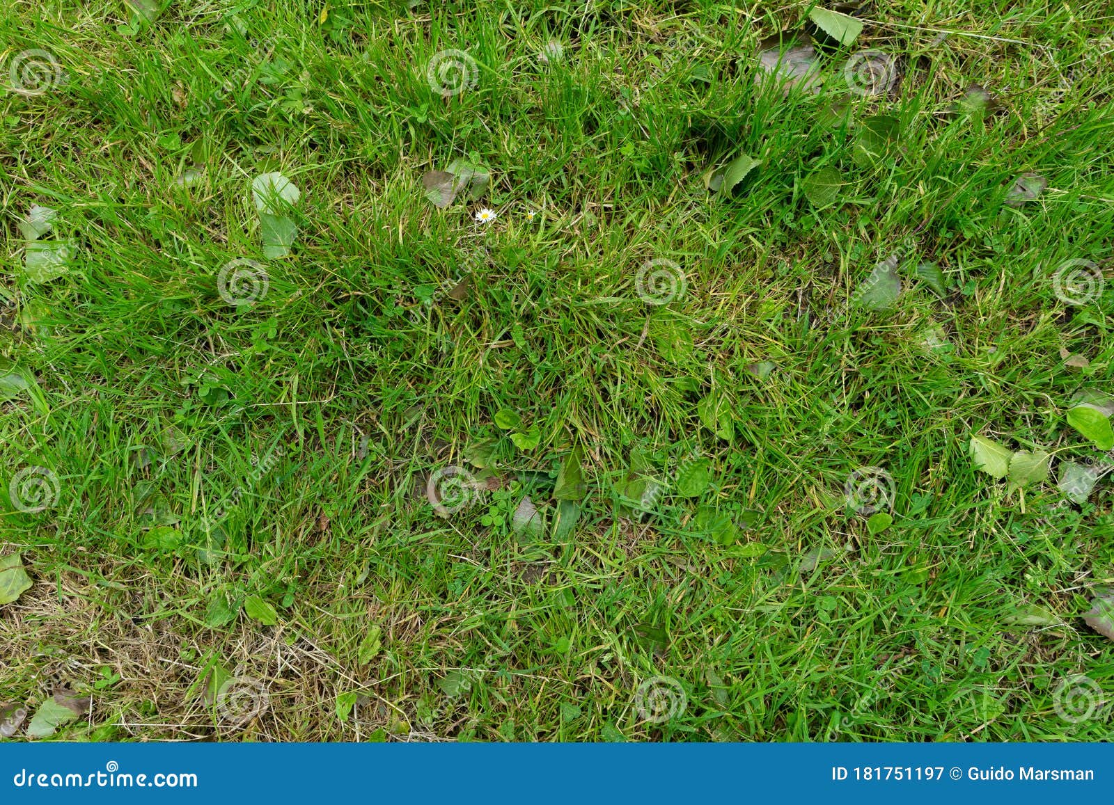 Grass Texture Top View with Leaves and Long Green Blades of Grass Stock ...