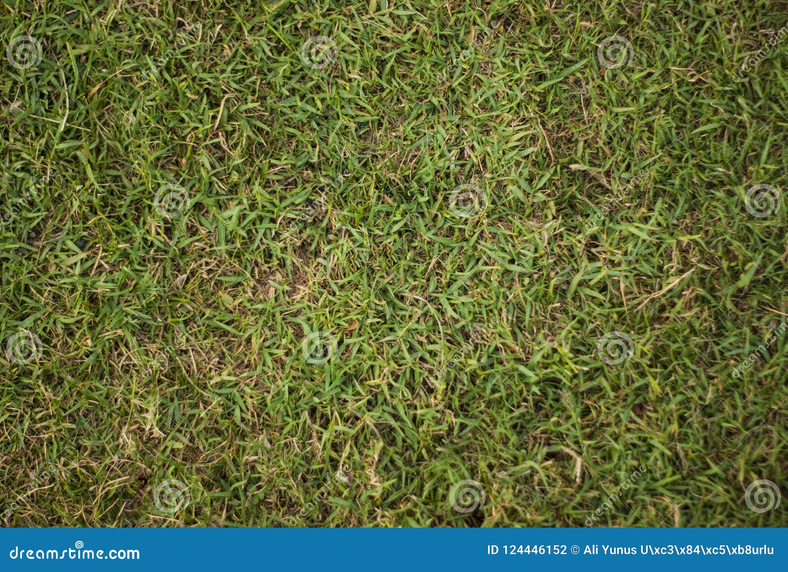 Grass texture variations stock photo. Image of flower - 124446152