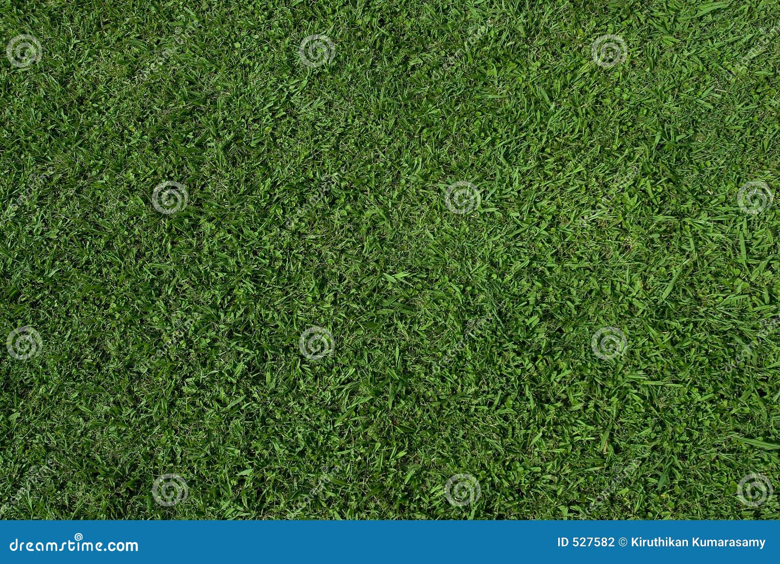 Grass texture (zenith) stock photo. Image of springtime - 527582