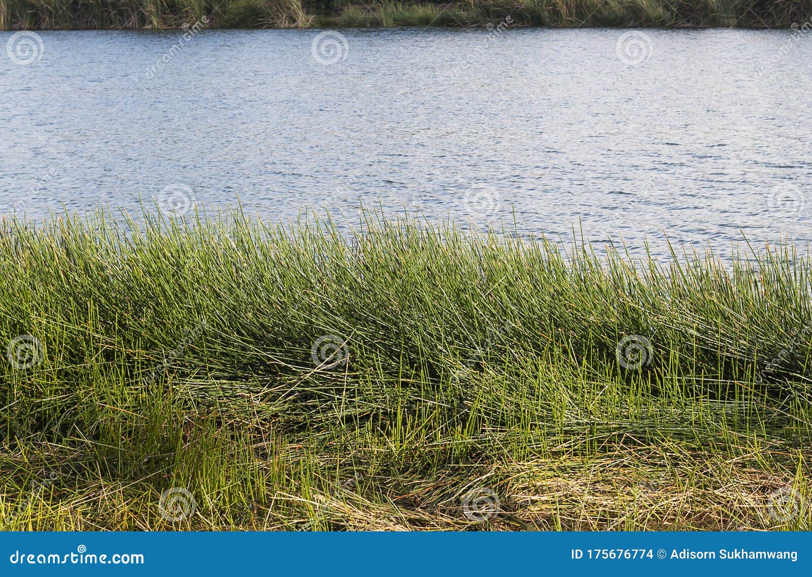 Grass is a Thick Bush on the Edge of the Lake Stock Photo - Image of ...