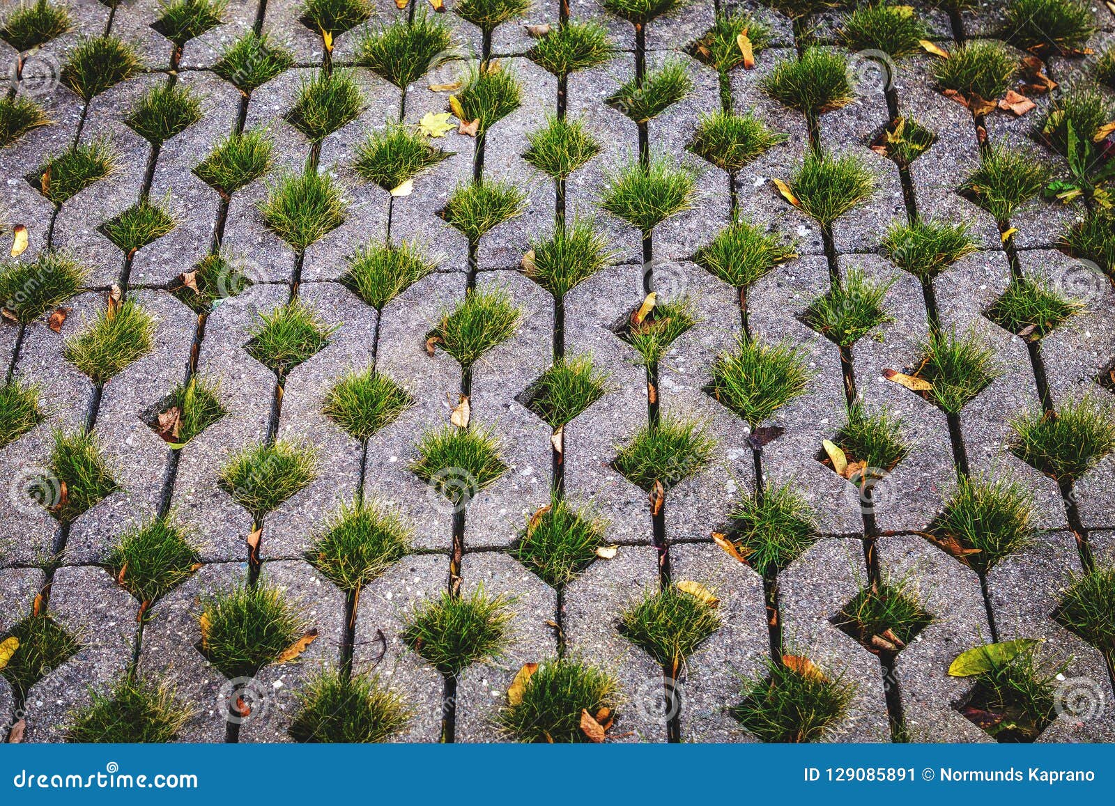 Grass between tiles stock image. Image of road, cobblestone - 129085891
