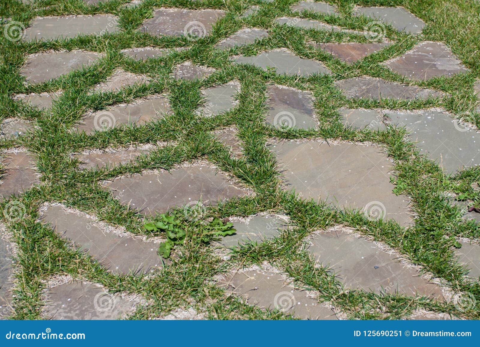 Grass between the Tiles of the Sidewalk Path. Stock Image - Image of ...