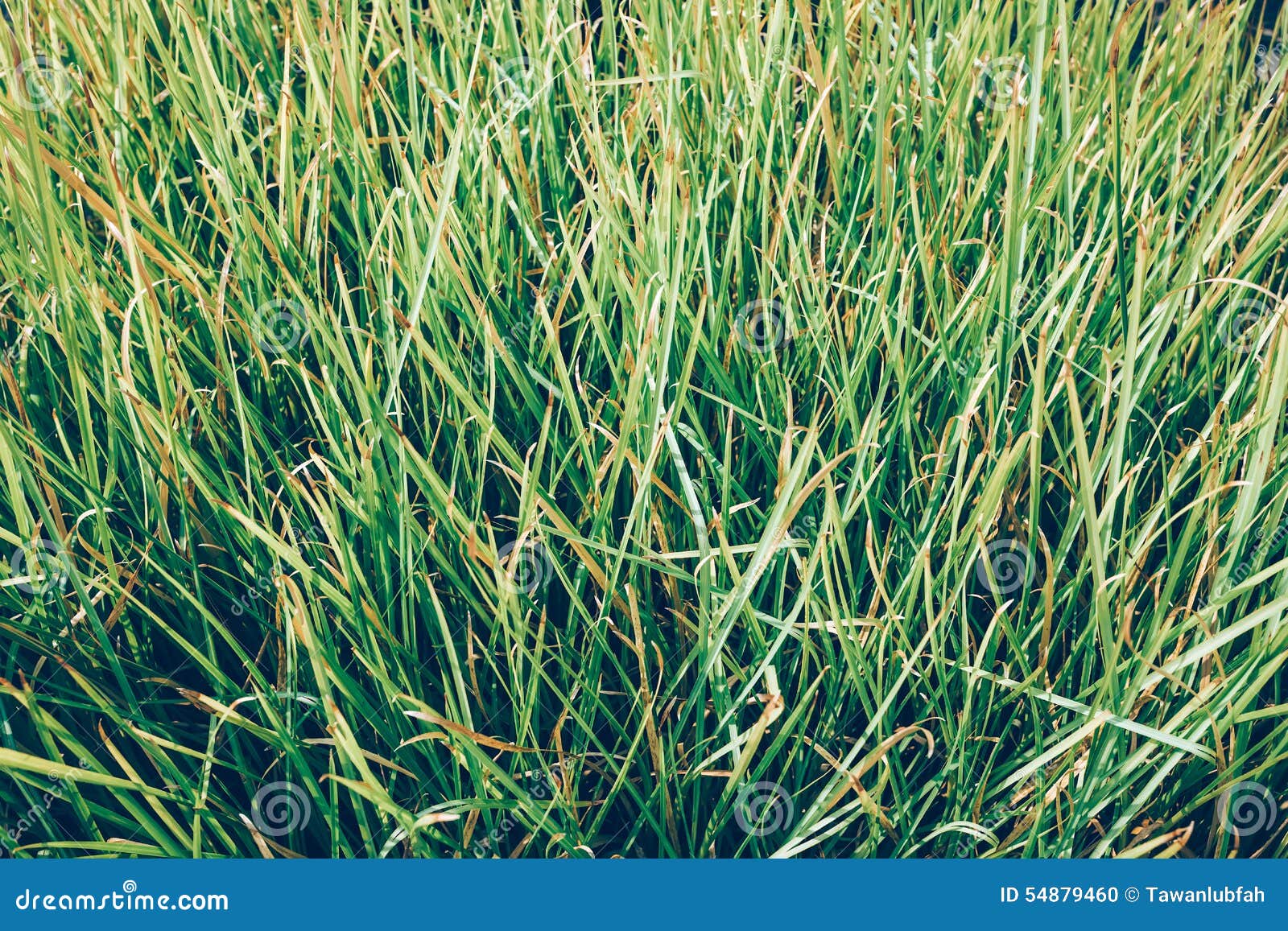 Grass Tiling texture stock photo. Image of leaf, seamless - 54879460
