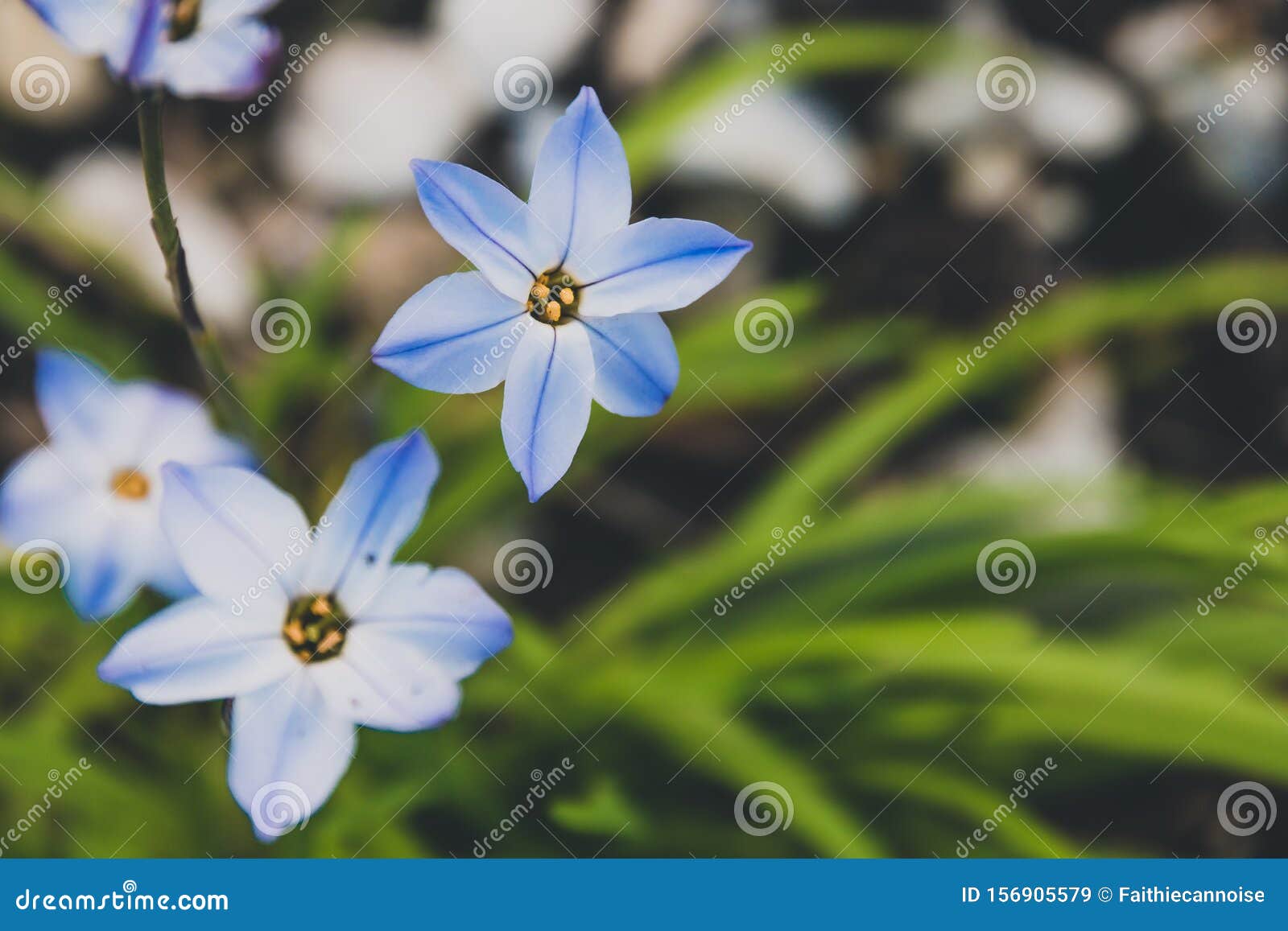 Grass with Tiny Blue Flowers, Close-up Shot Stock Image - Image of blue ...