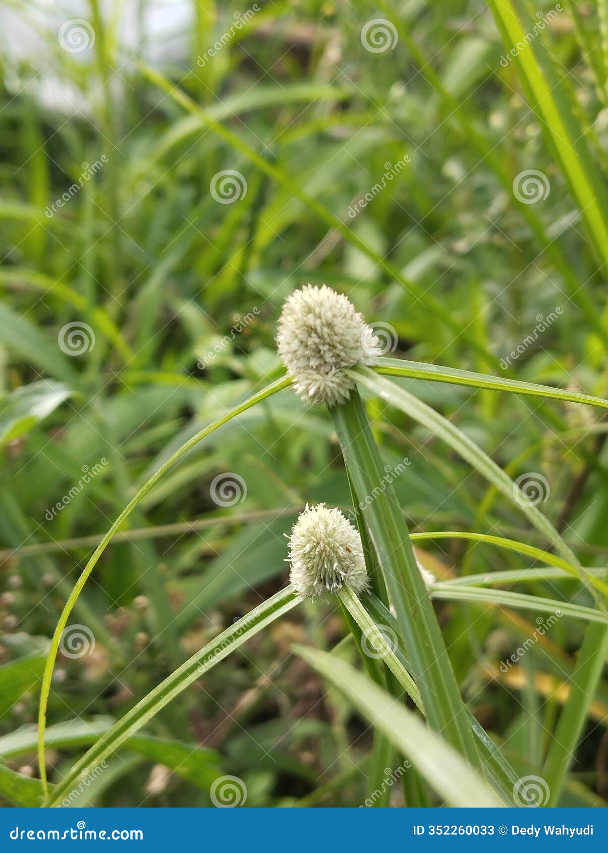 Grass with a Tip Like a Propeller Stock Image - Image of propeller ...
