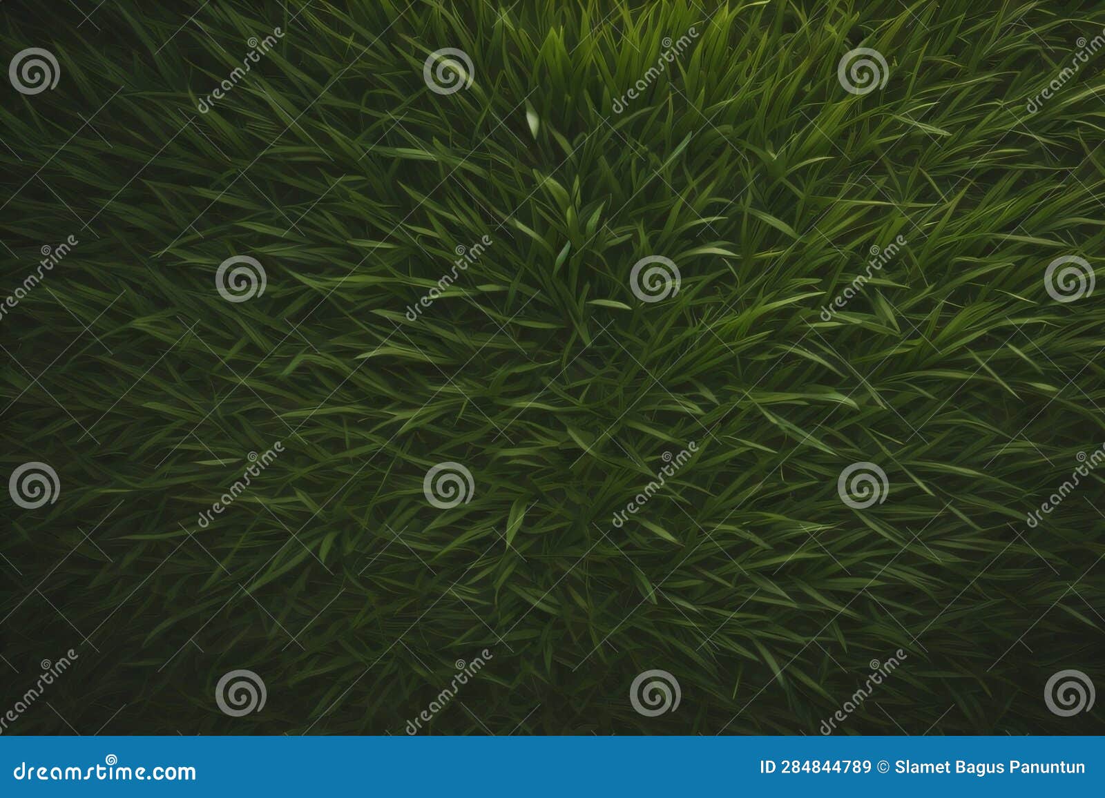 Grass Top View for Background Stock Illustration - Illustration of ...