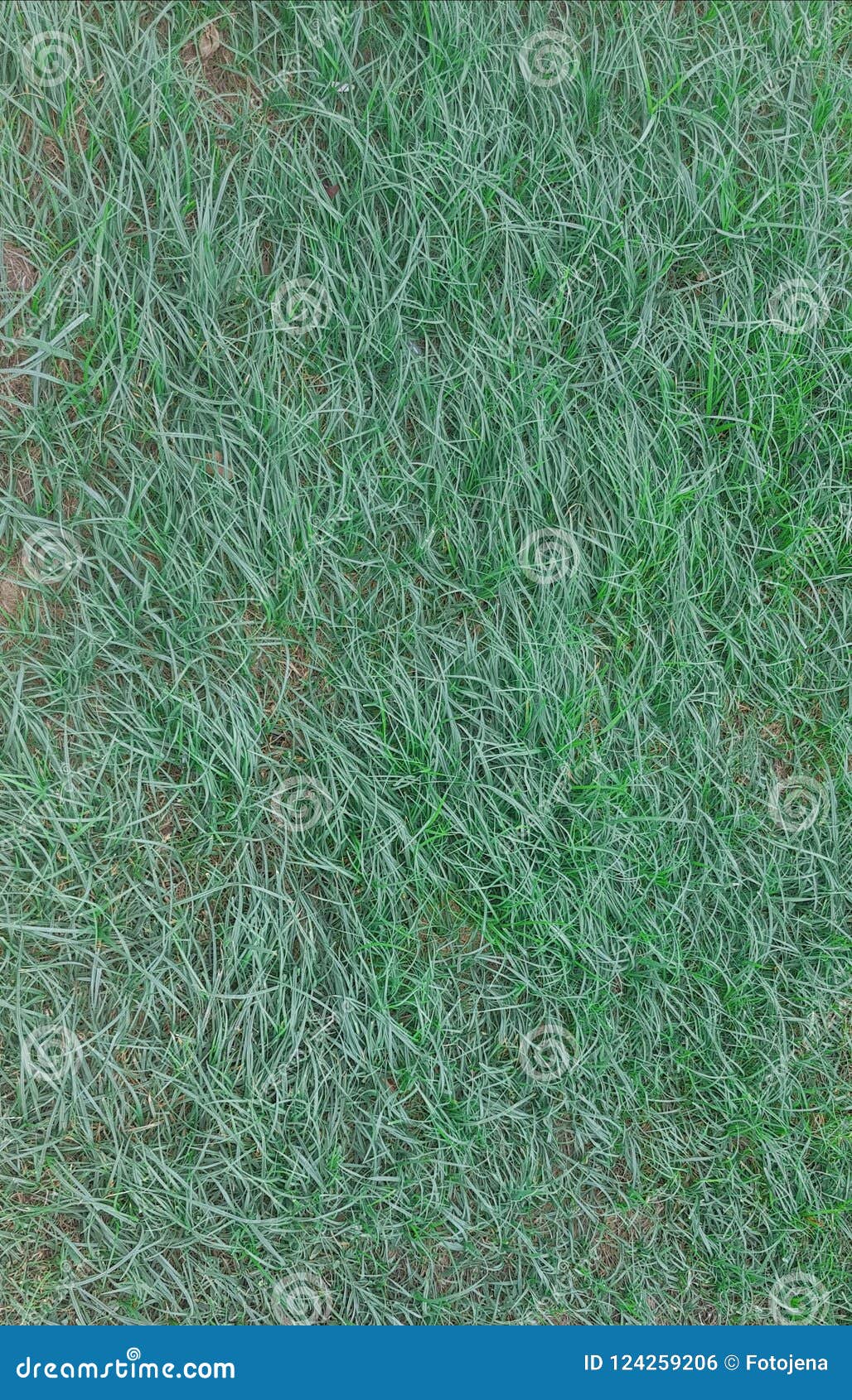 Grass stock photo. Image of plant, forest, narural, nature - 124259206