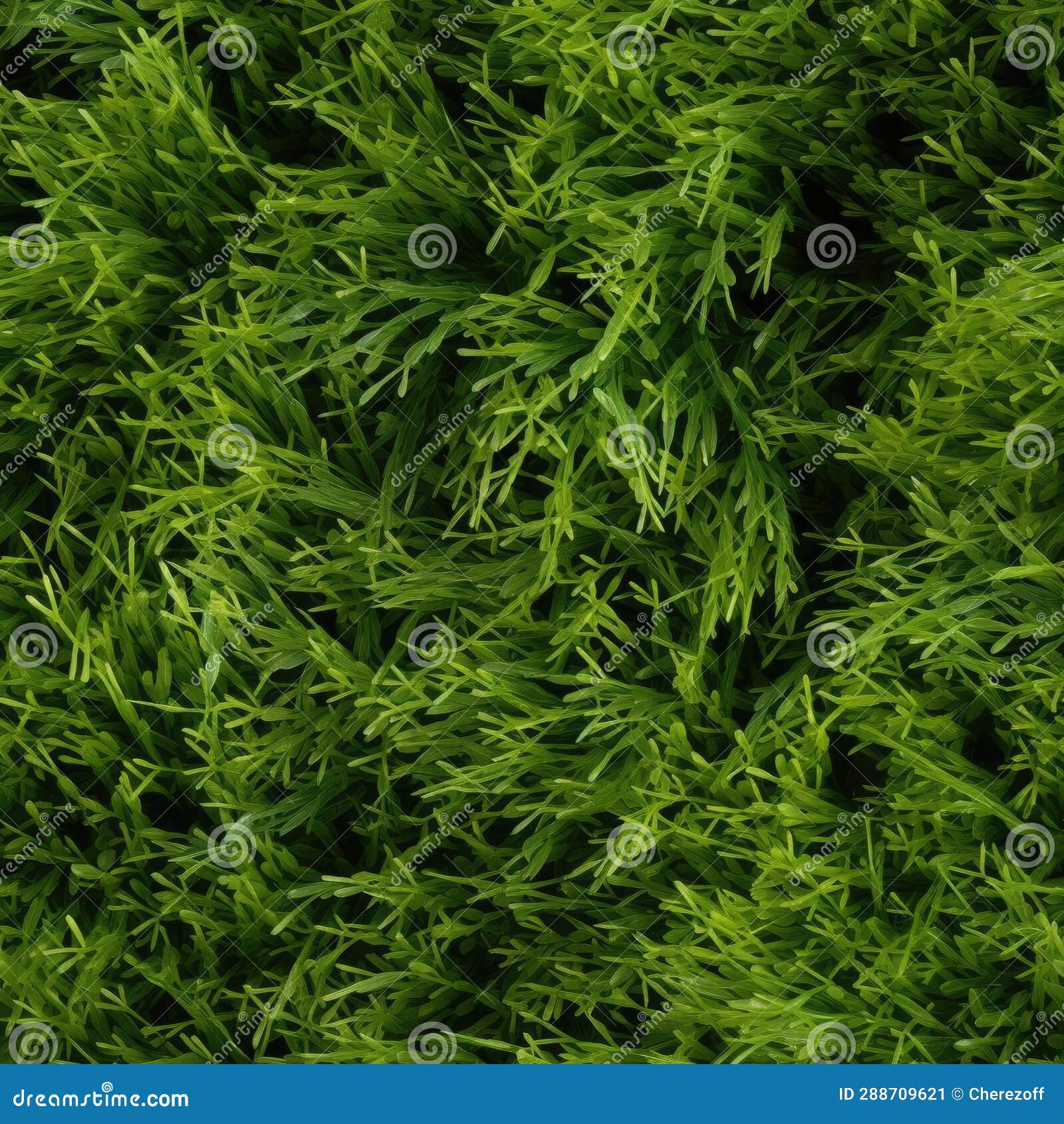 Grass Top View, Seamless Texture Stock Image - Image of natural, plant ...