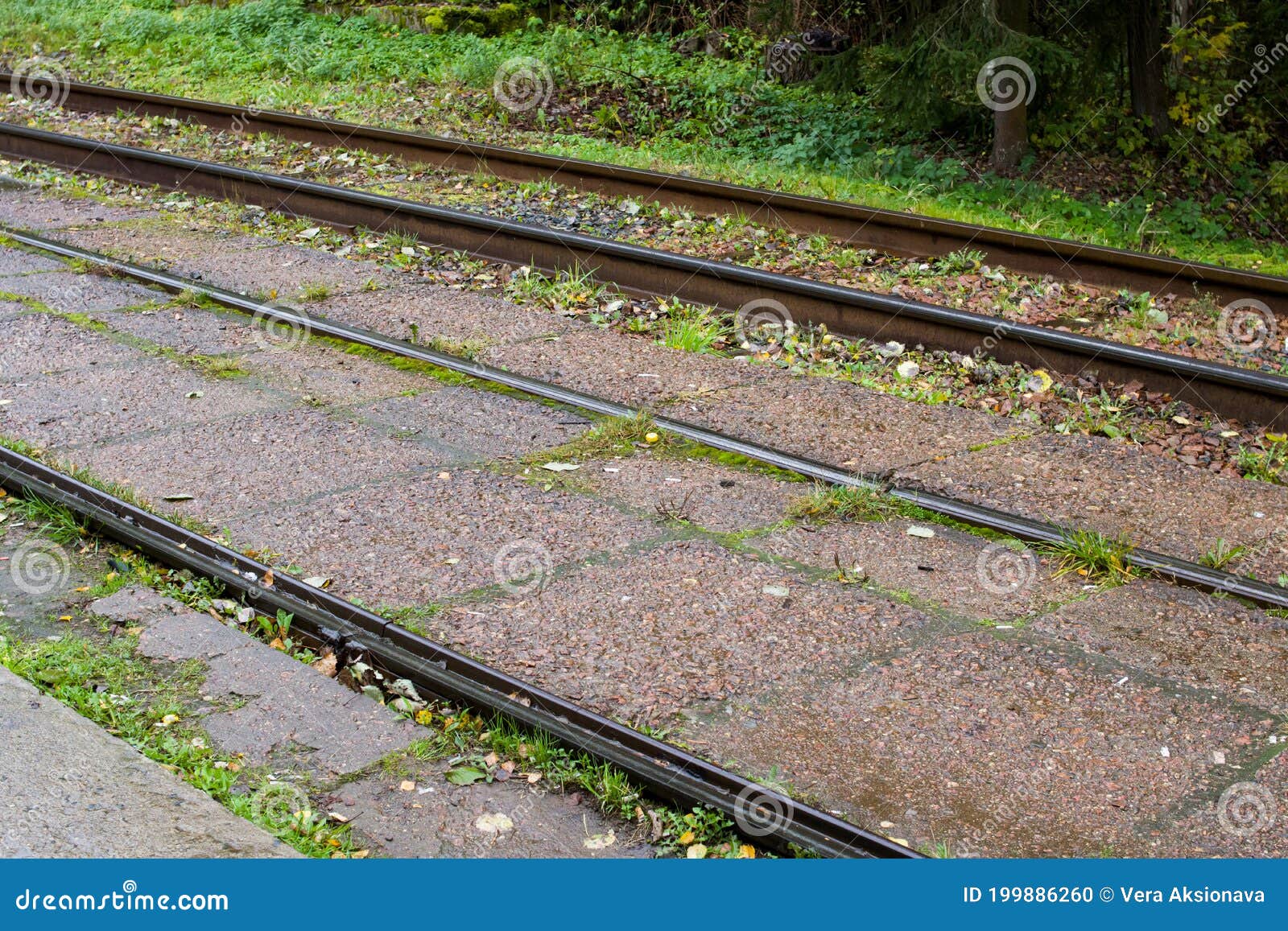 Grass on Tram Rails in the Rain Stock Photo - Image of city, railway ...