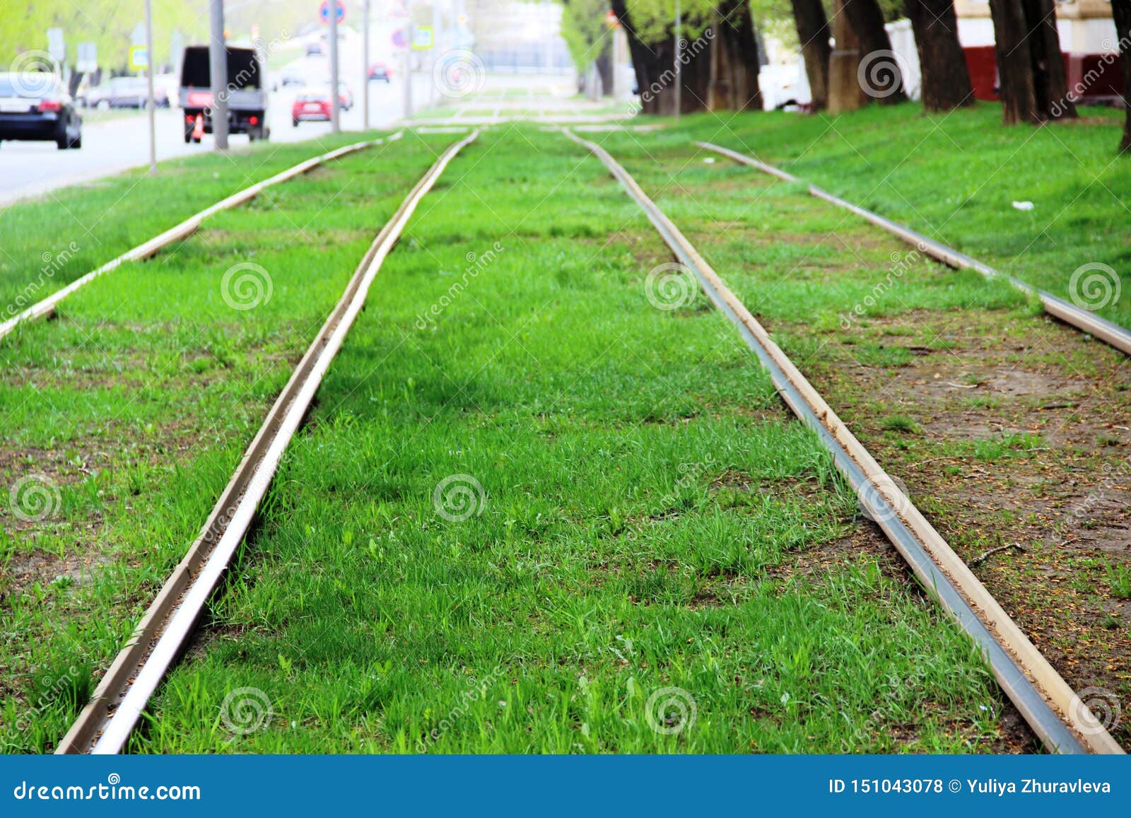 Grass on Tram Tracks in Spring Stock Photo - Image of beautiful, leaf ...