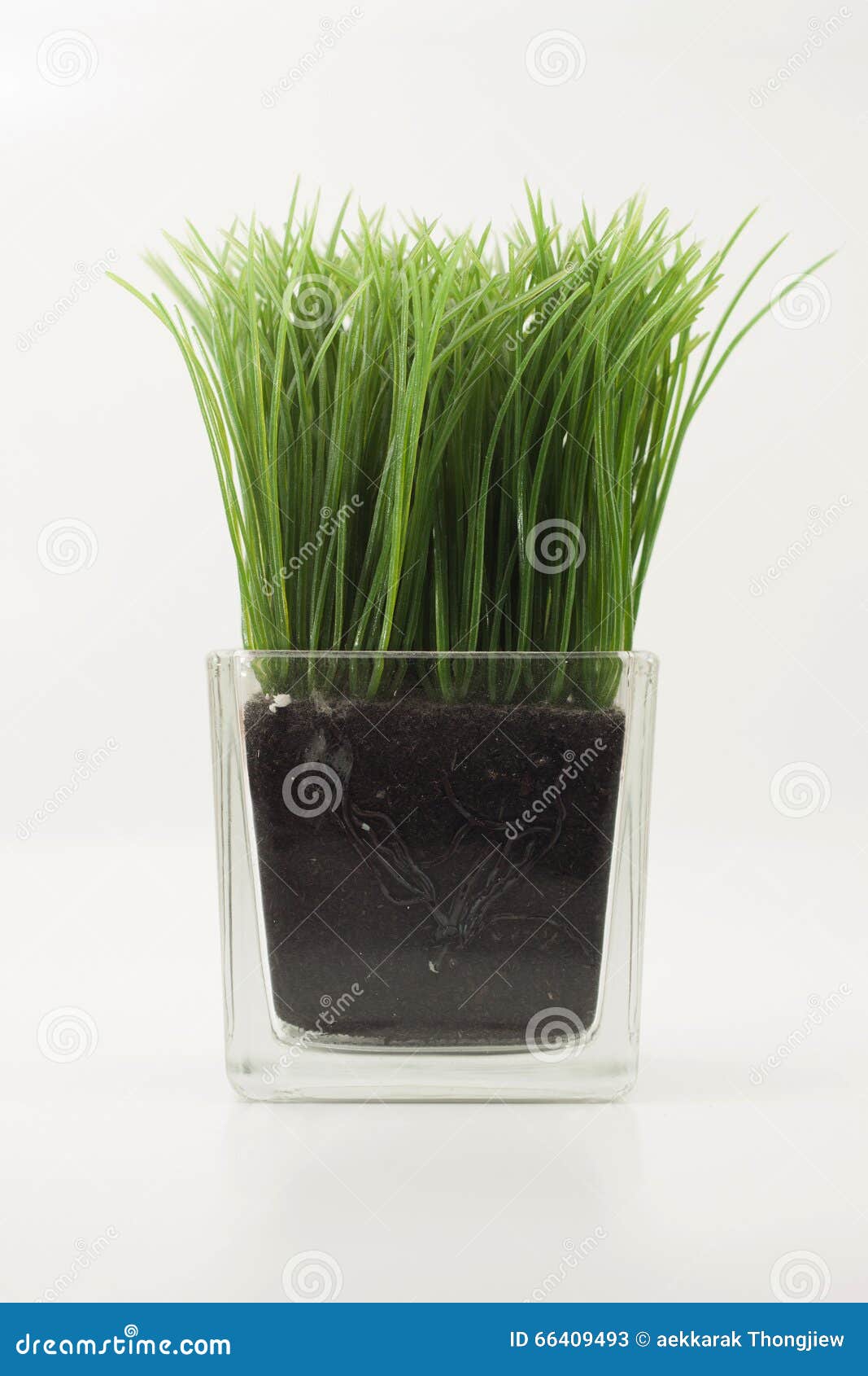 , Grass in Transparent Rectangular Glass Vase. Stock Image - Image of ...