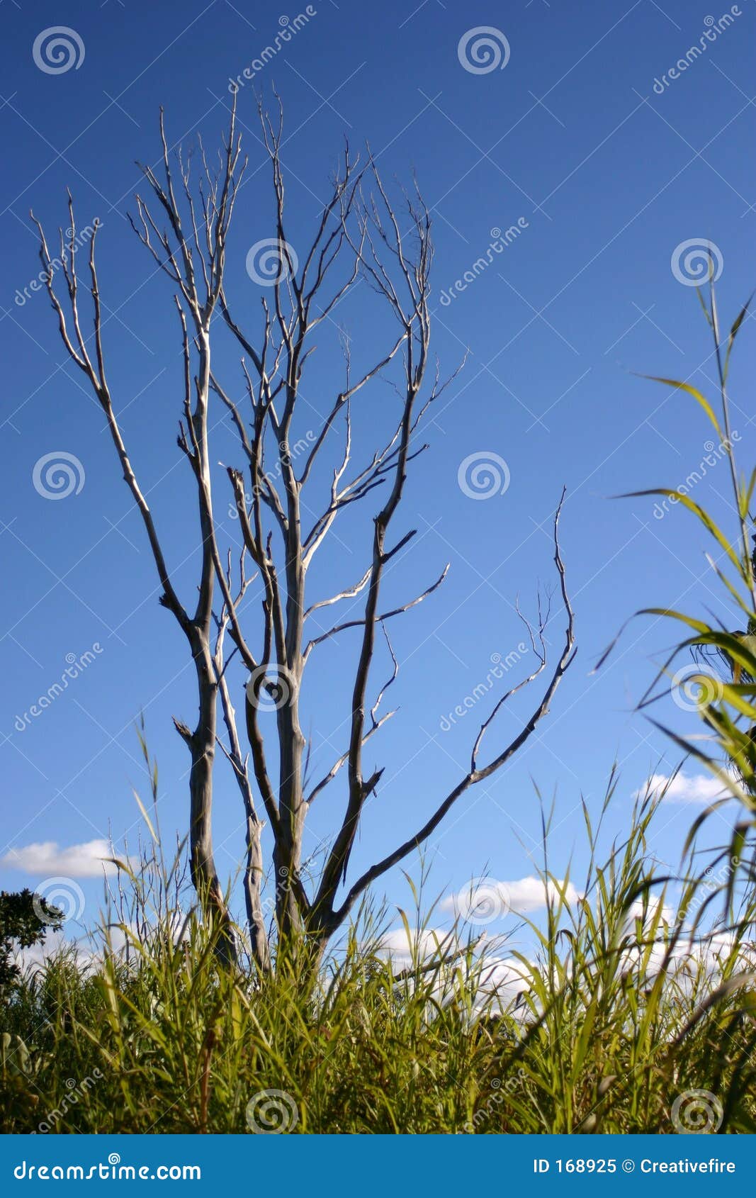 2,220 Skeleton Grass Stock Photos - Free & Royalty-Free Stock Photos ...