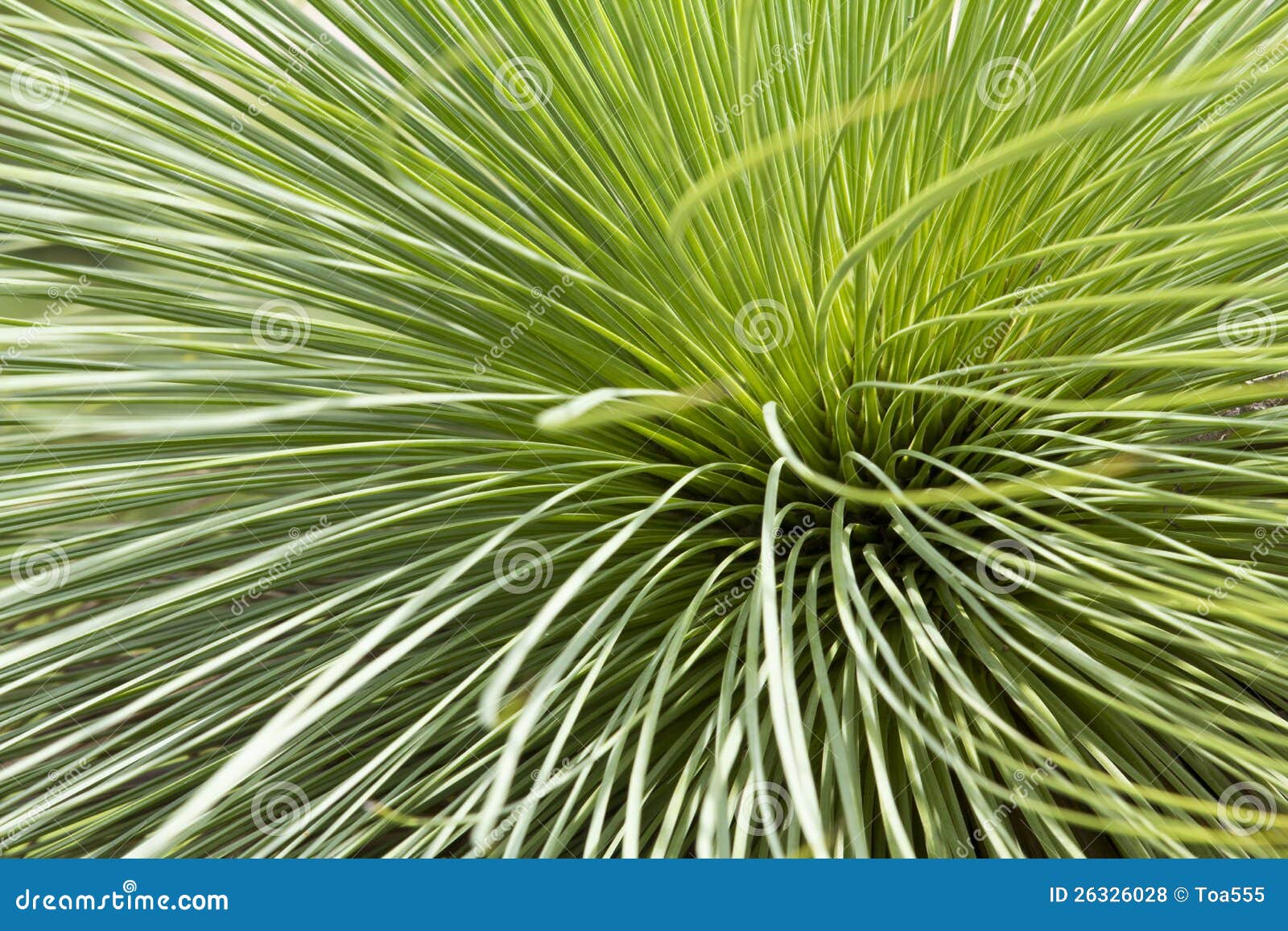 Grass tree or Black boy stock photo. Image of native - 26326028
