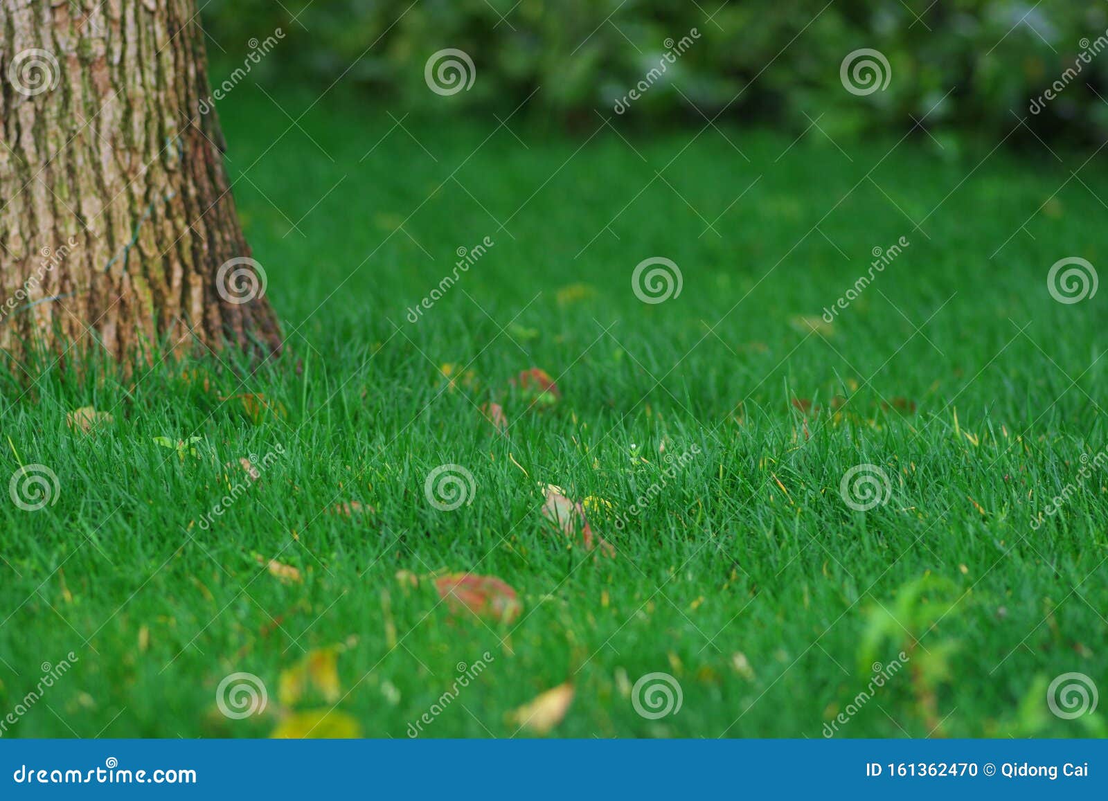 Grass and tree stock photo. Image of background, sideway - 161362470